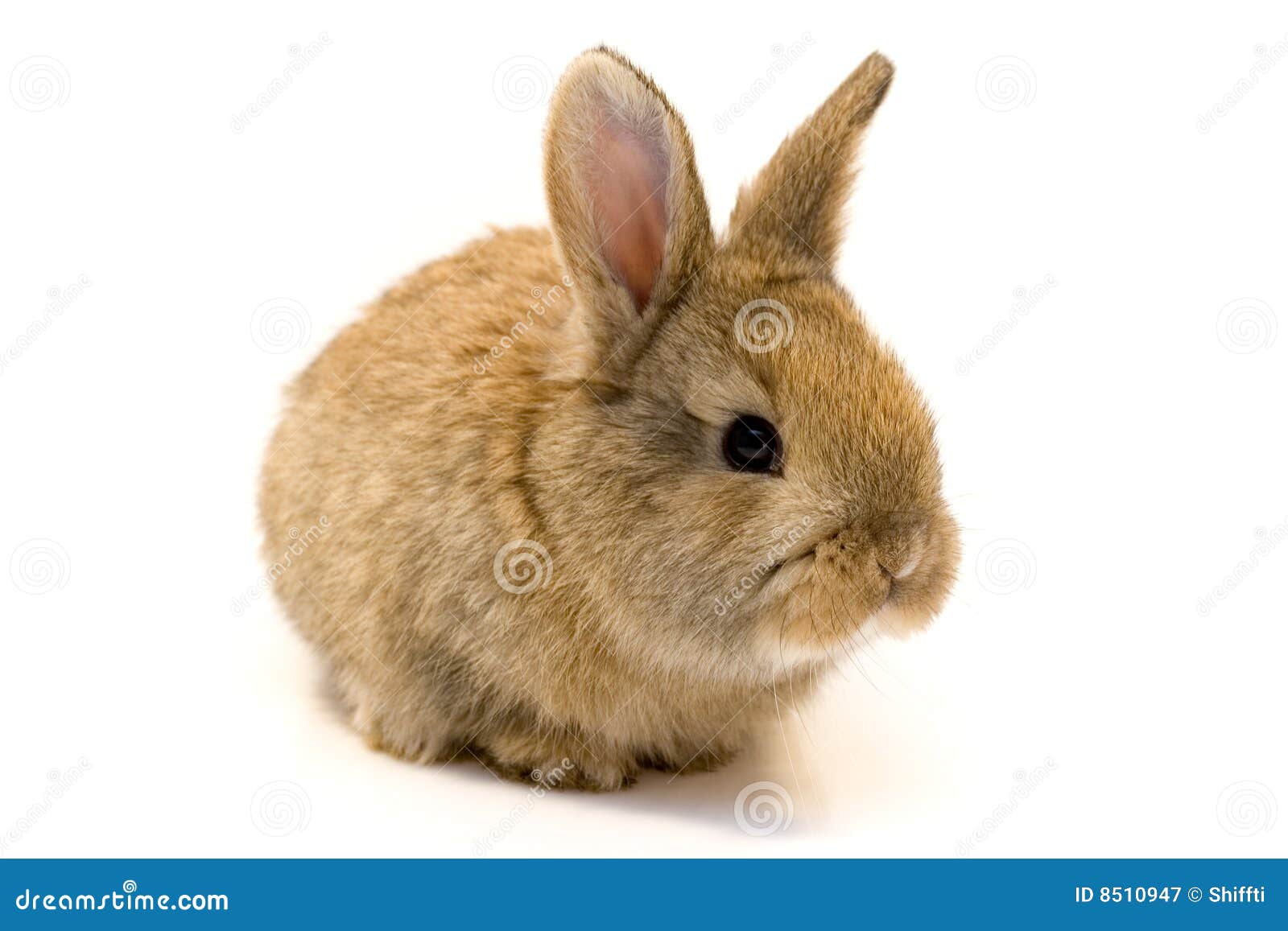 Small rabbit stock image. Image of beauty, baby, fluffy - 8510947