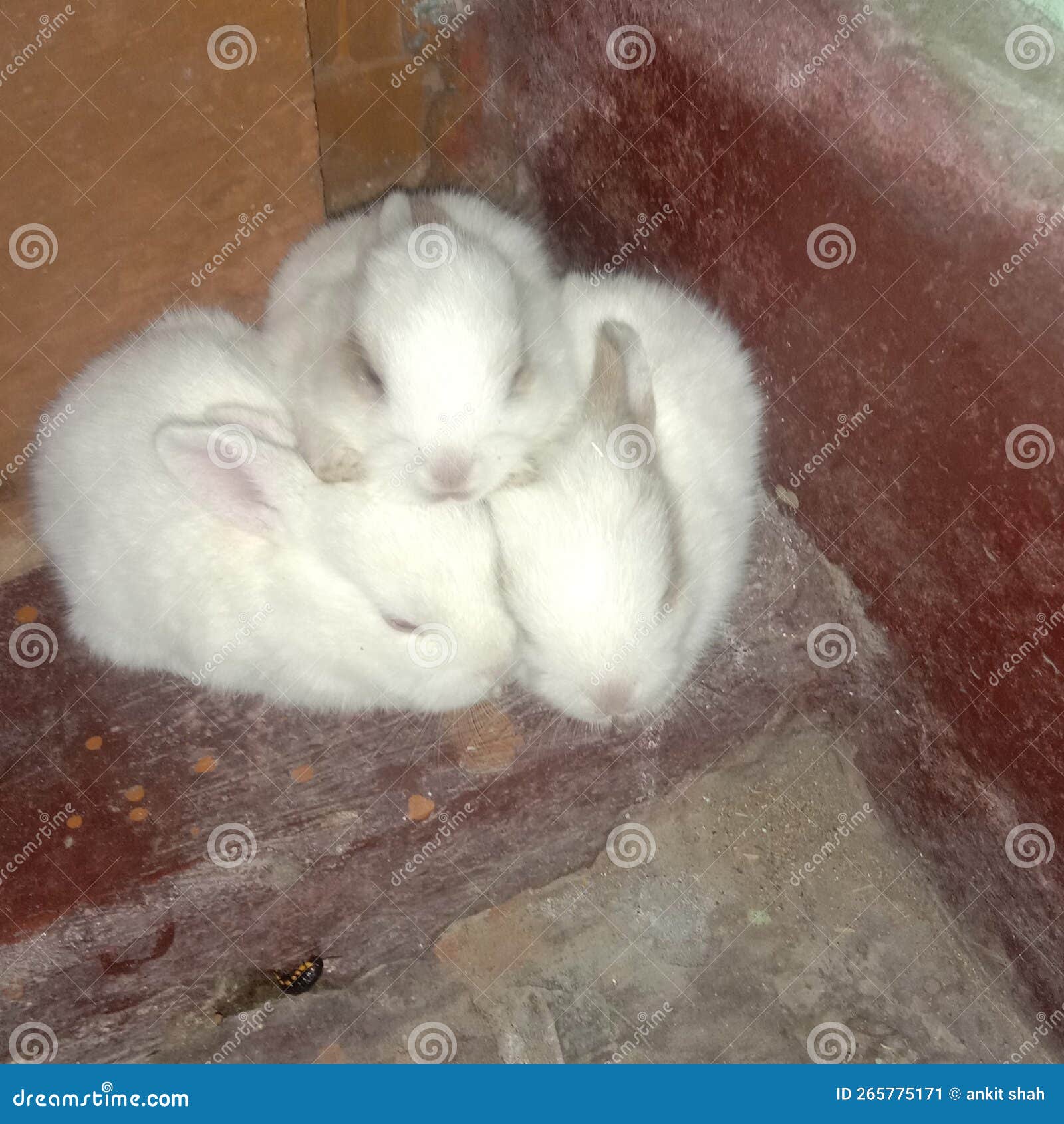 Small Rabbit Baby 15days Whit Colour Stock Image - Image of baby ...