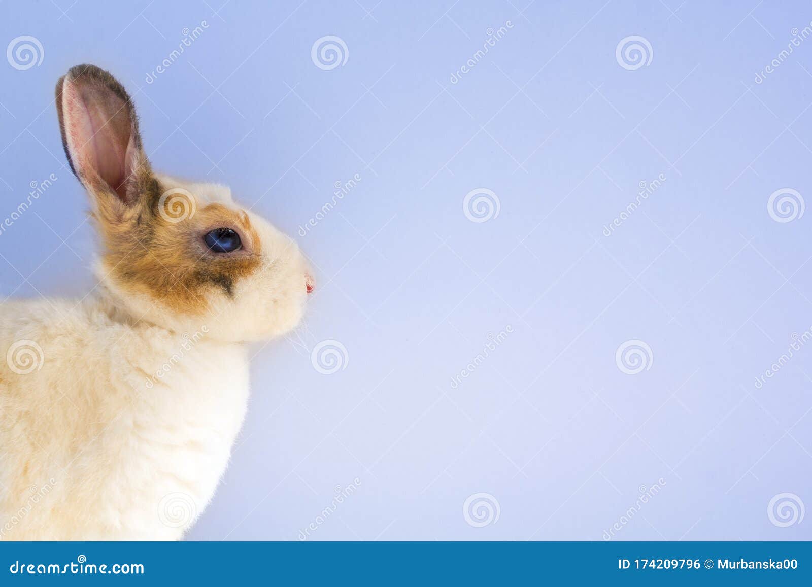 Small Rabbit on Blue Background Stock Photo - Image of isolation ...