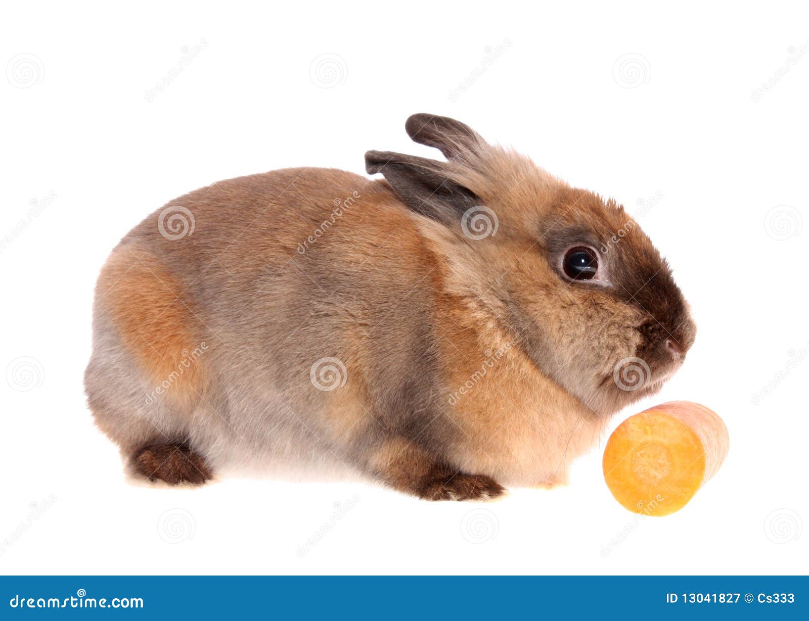 Small Rabbit with a Carrots. Stock Image - Image of gnaw, decorative ...