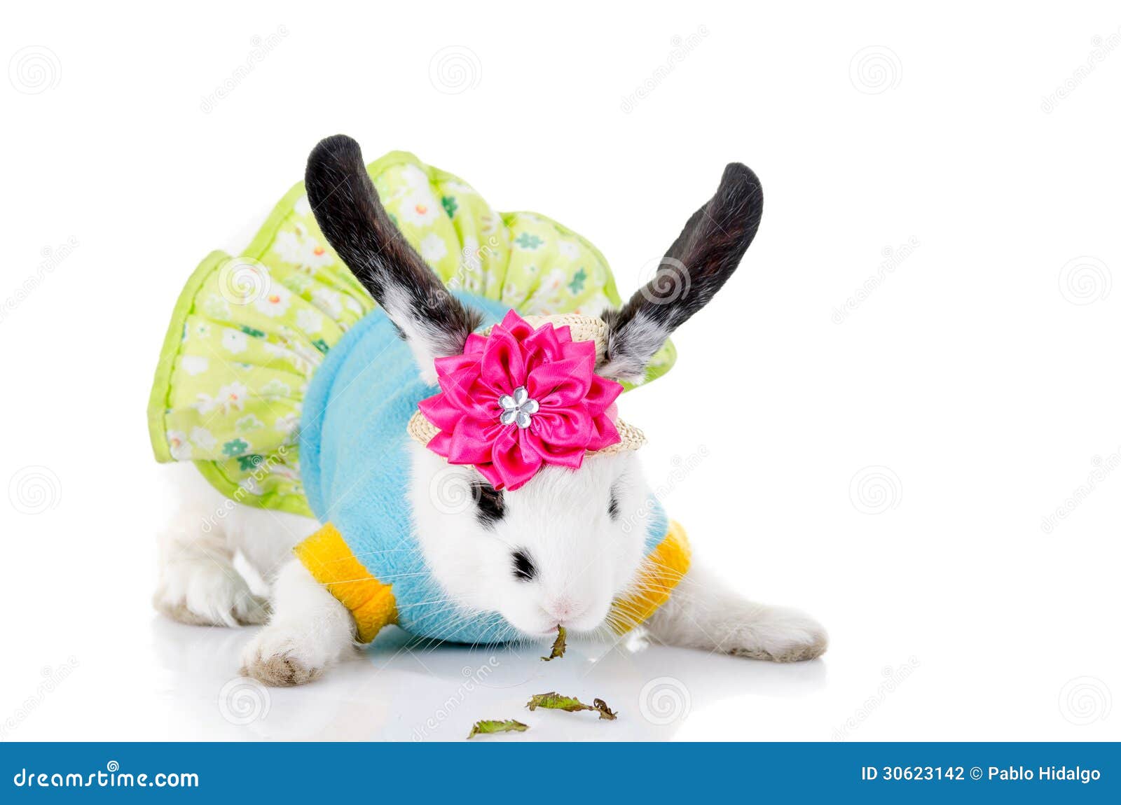 Small Rabbit in a DRESS with Flower Stock Photo - Image of hare, bunny ...