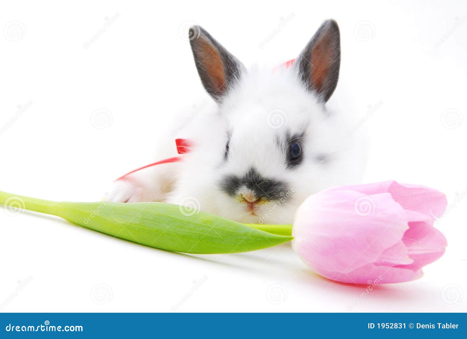 Small rabbit and flower stock image. Image of dating, fluffy - 1952831