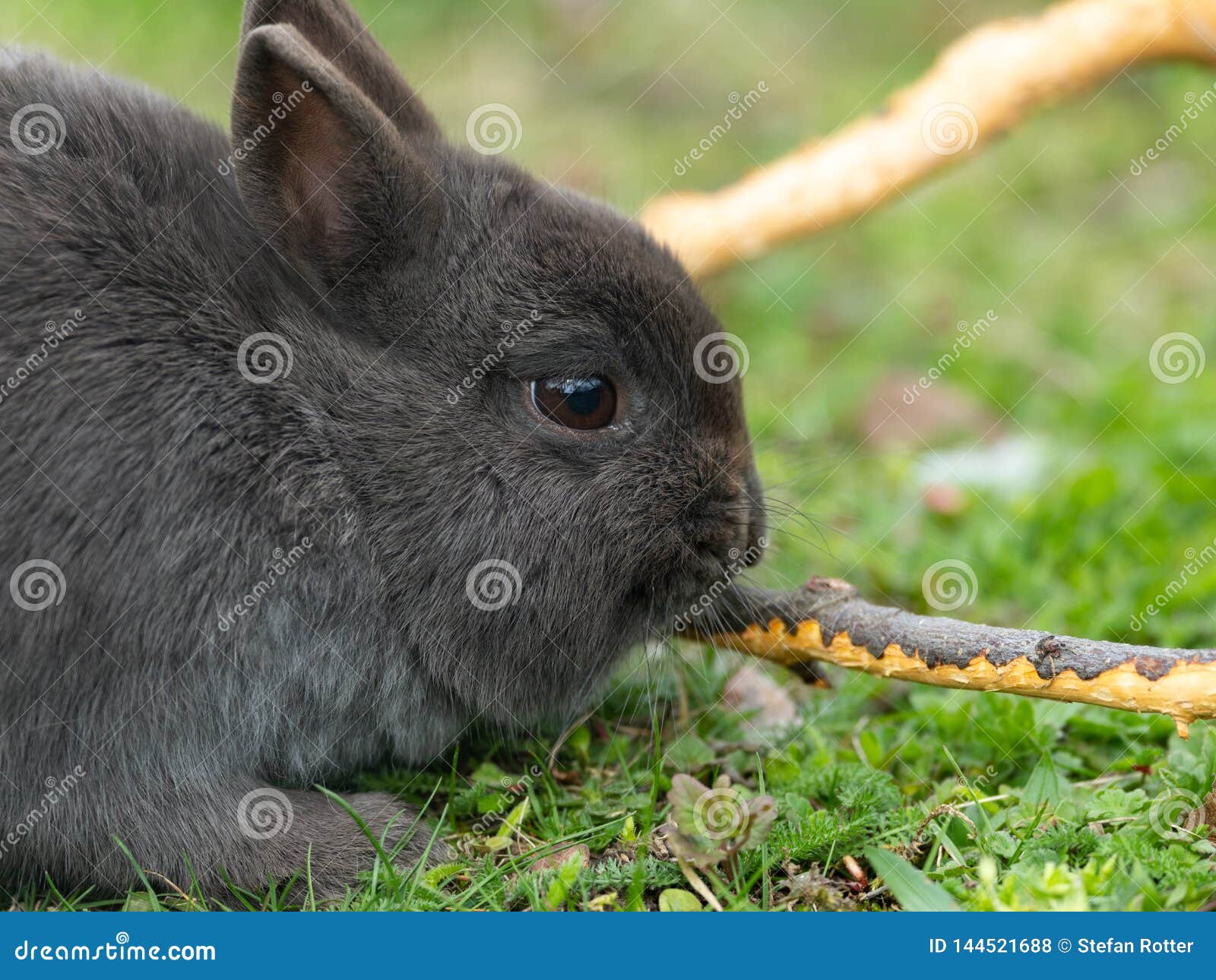 A Small Rabbit Nibbling on a Twig Stock Photo - Image of grass, ears ...
