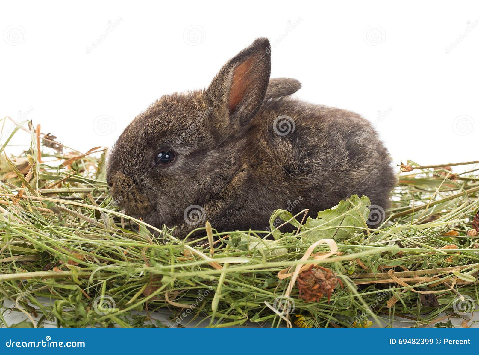 Small Rabbit Sitting in Hay Stock Image - Image of shot, young: 69482399
