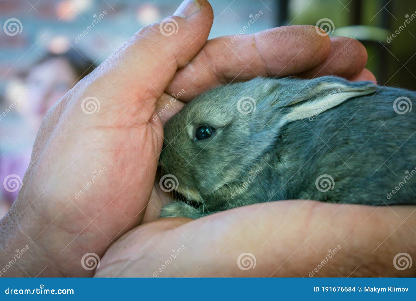 Newborn Baby Hare