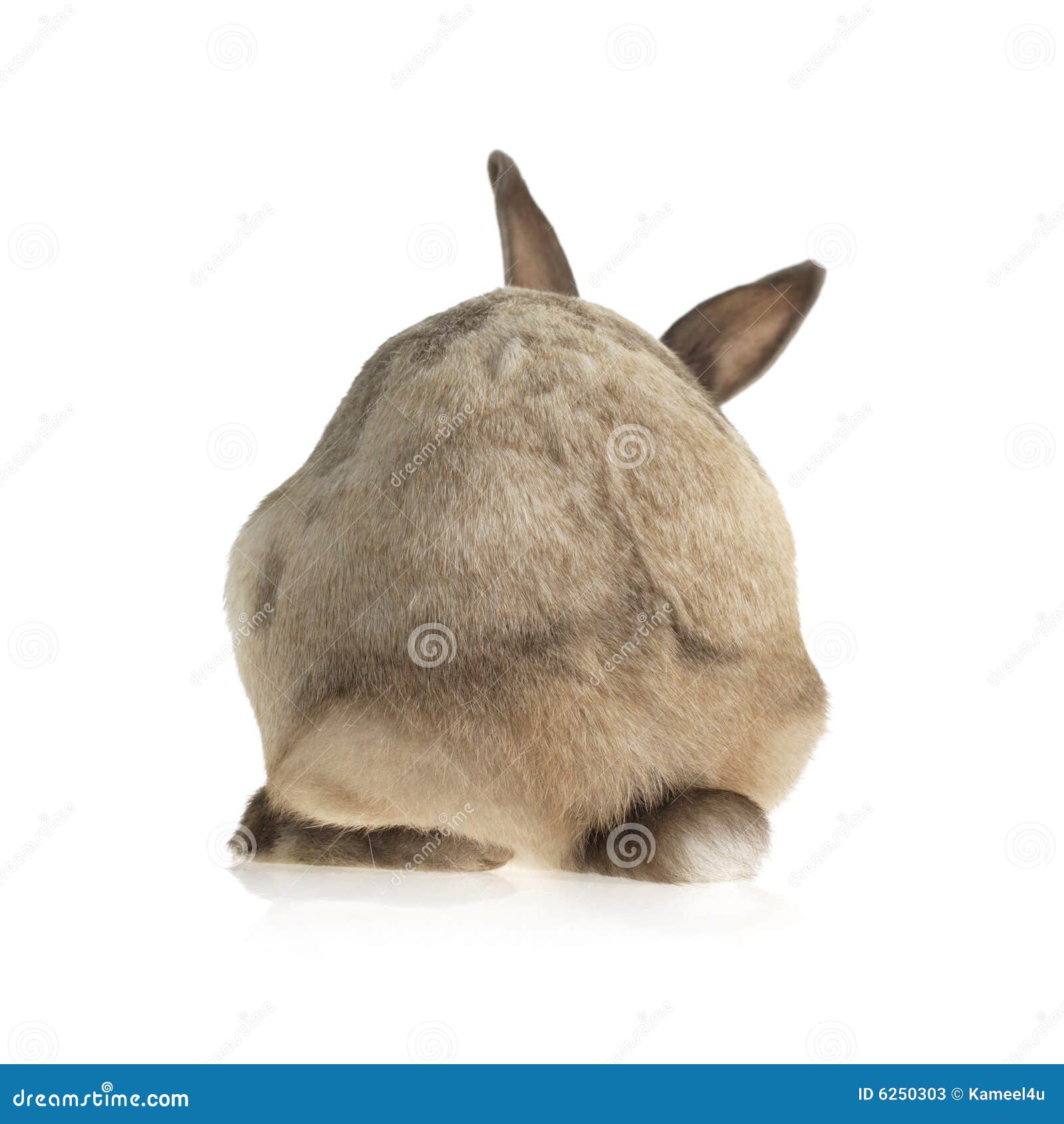 A Small Rabbit Turning His Back on Us Stock Image - Image of close ...
