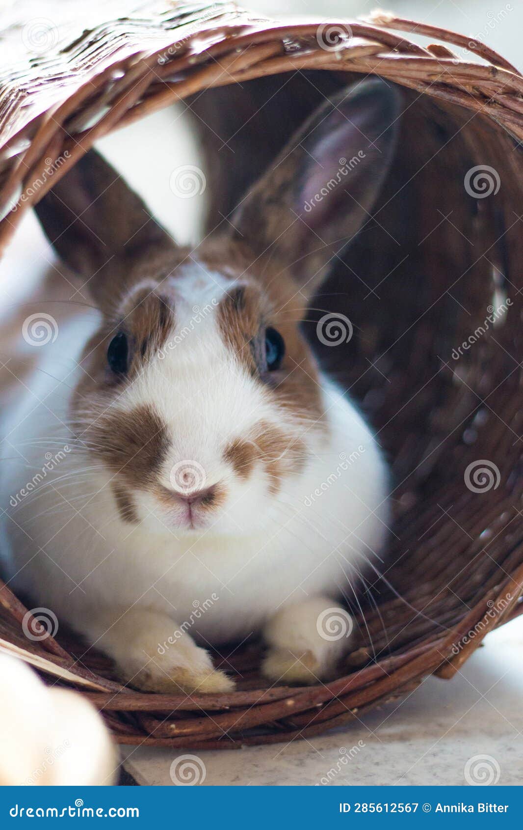 Small Rabbit in a Willow Tunnel Stock Image - Image of willow, play ...