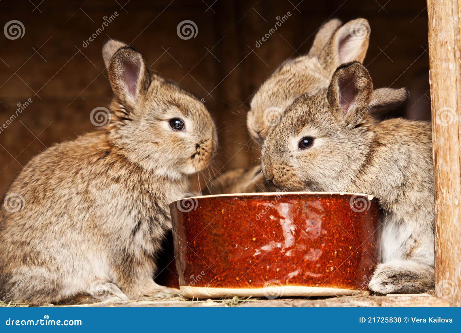 730 Coney Rabbits Stock Photos - Free & Royalty-Free Stock Photos from ...