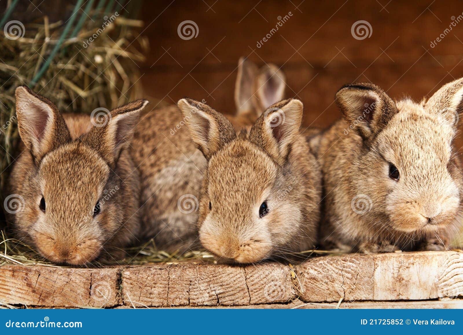 Small rabbits stock photo. Image of amiable, coney, sweet - 21725852