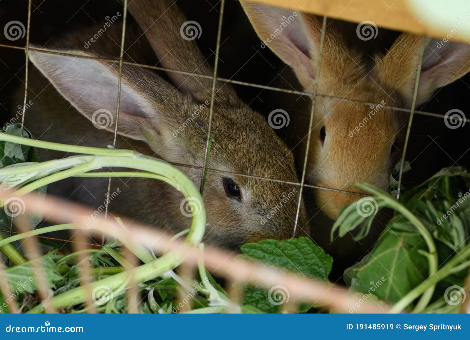 Small Rabbits in Cage Closeup Stock Image - Image of breeding, ears ...