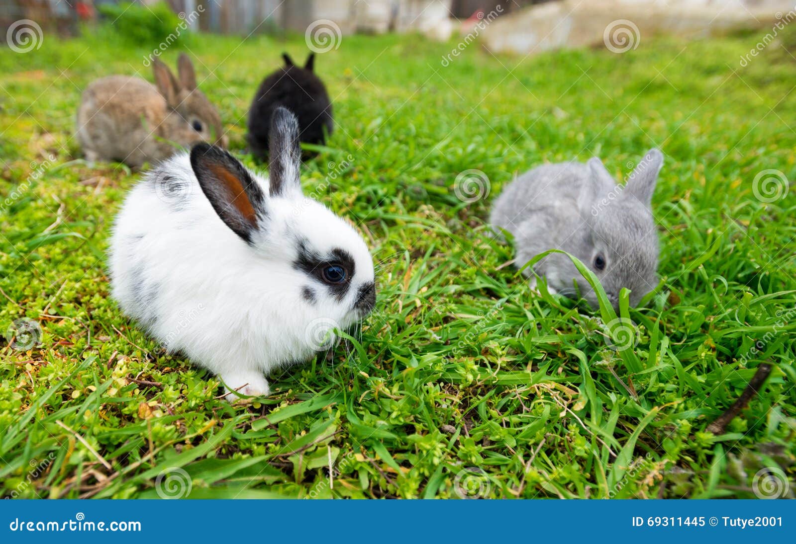 Small Rabbits eating grass stock image. Image of rodent - 69311445
