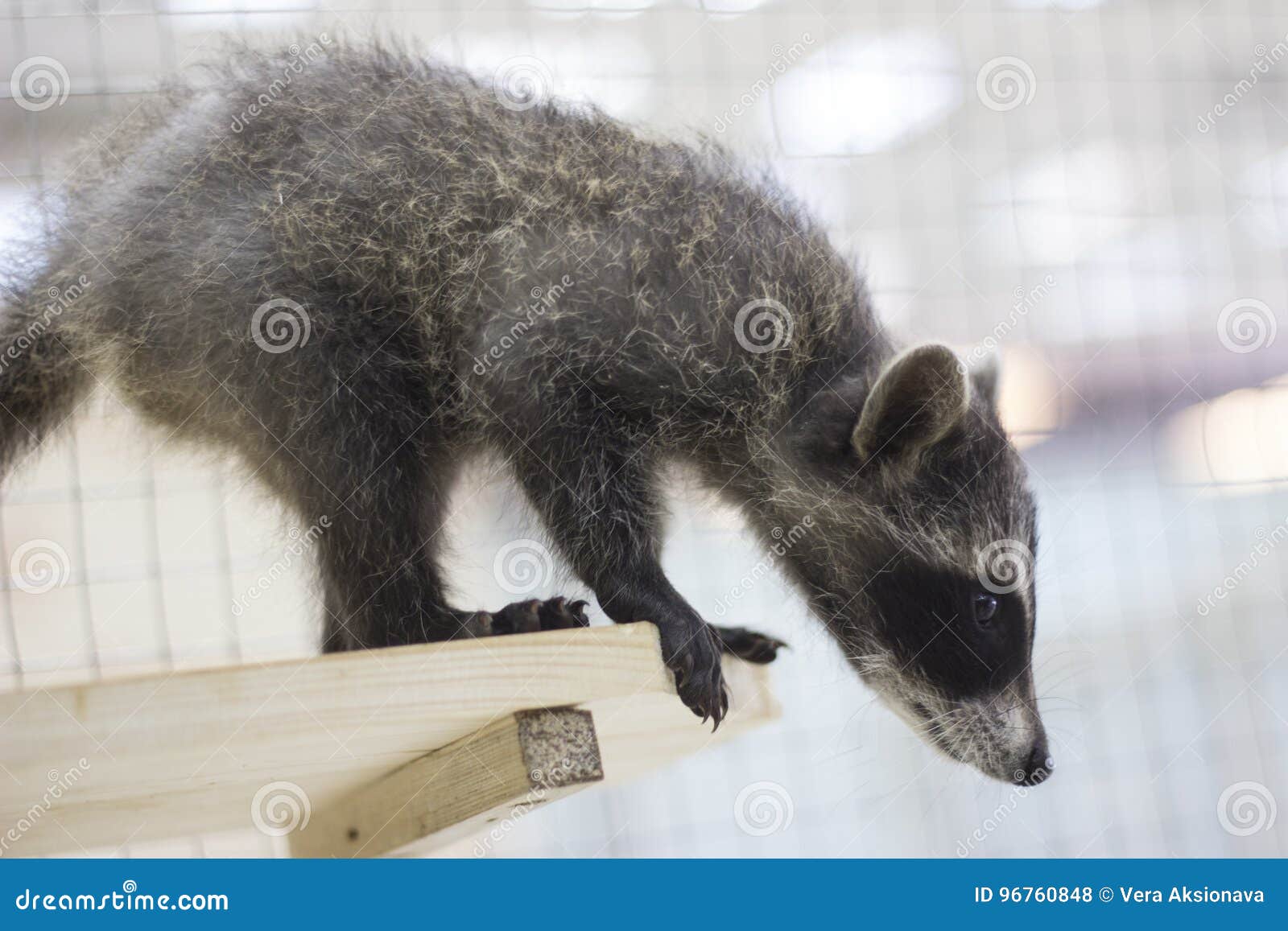 Small Raccoon Picture. Image: 96760848