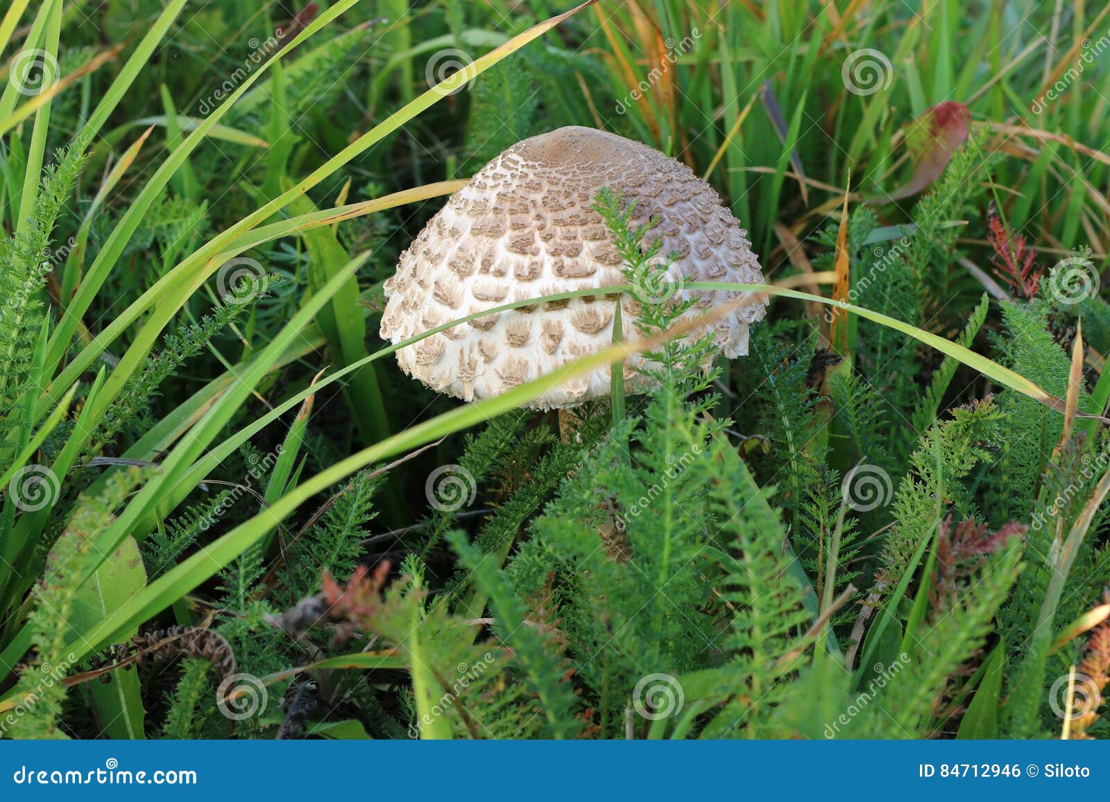 Ragged Parasol Grass Stock Photos - Free & Royalty-Free Stock Photos ...
