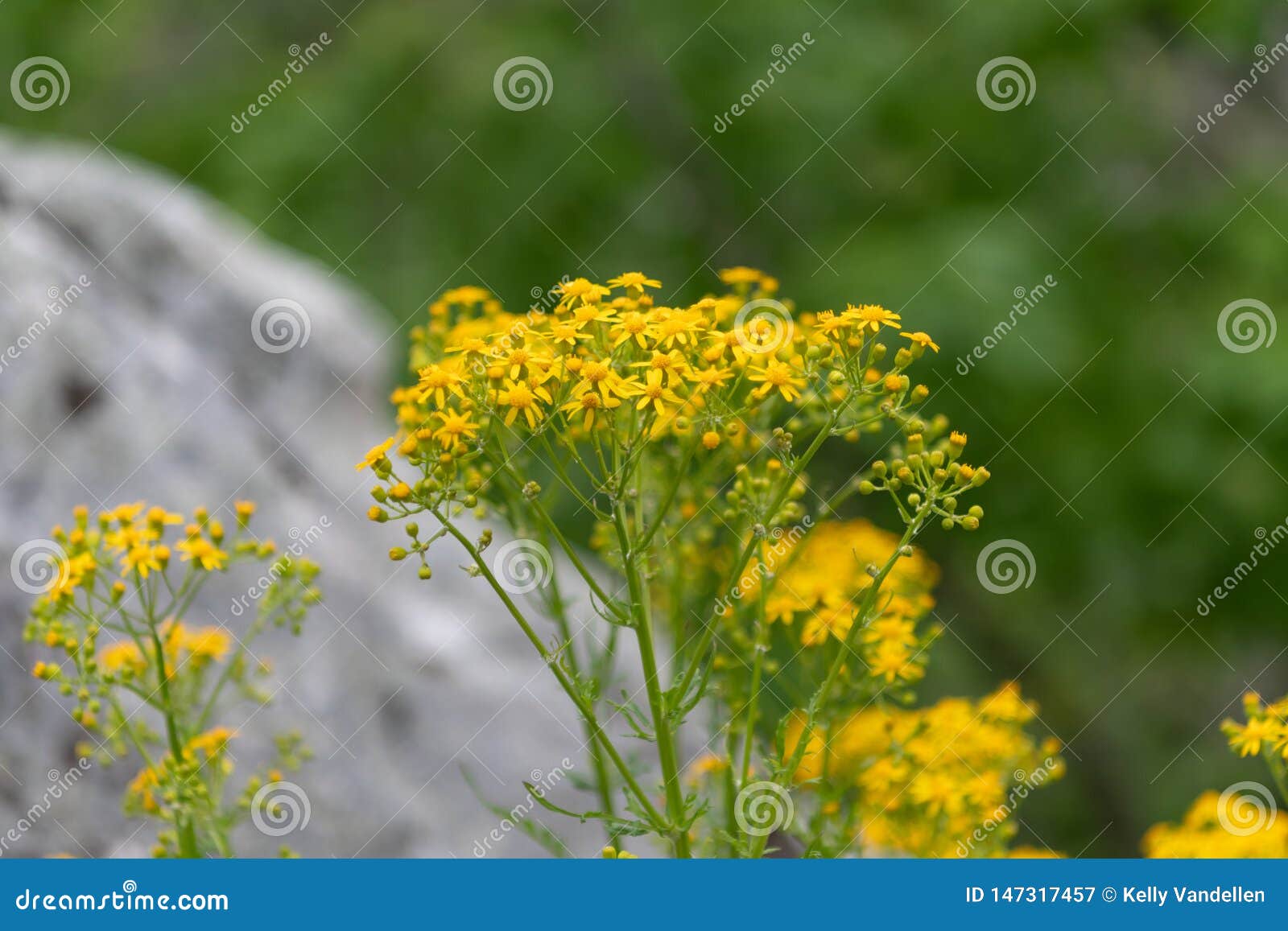 Small Ragwort Flowers stock image. Image of selective - 147317457