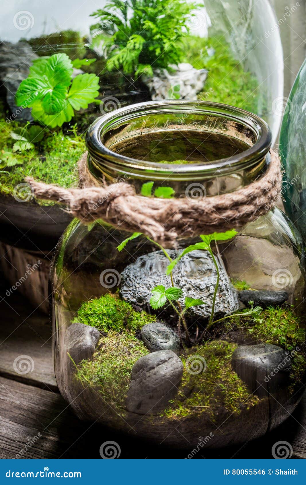 Small Rain Forest in a Jar, Save the Earth Concept Stock Photo - Image ...