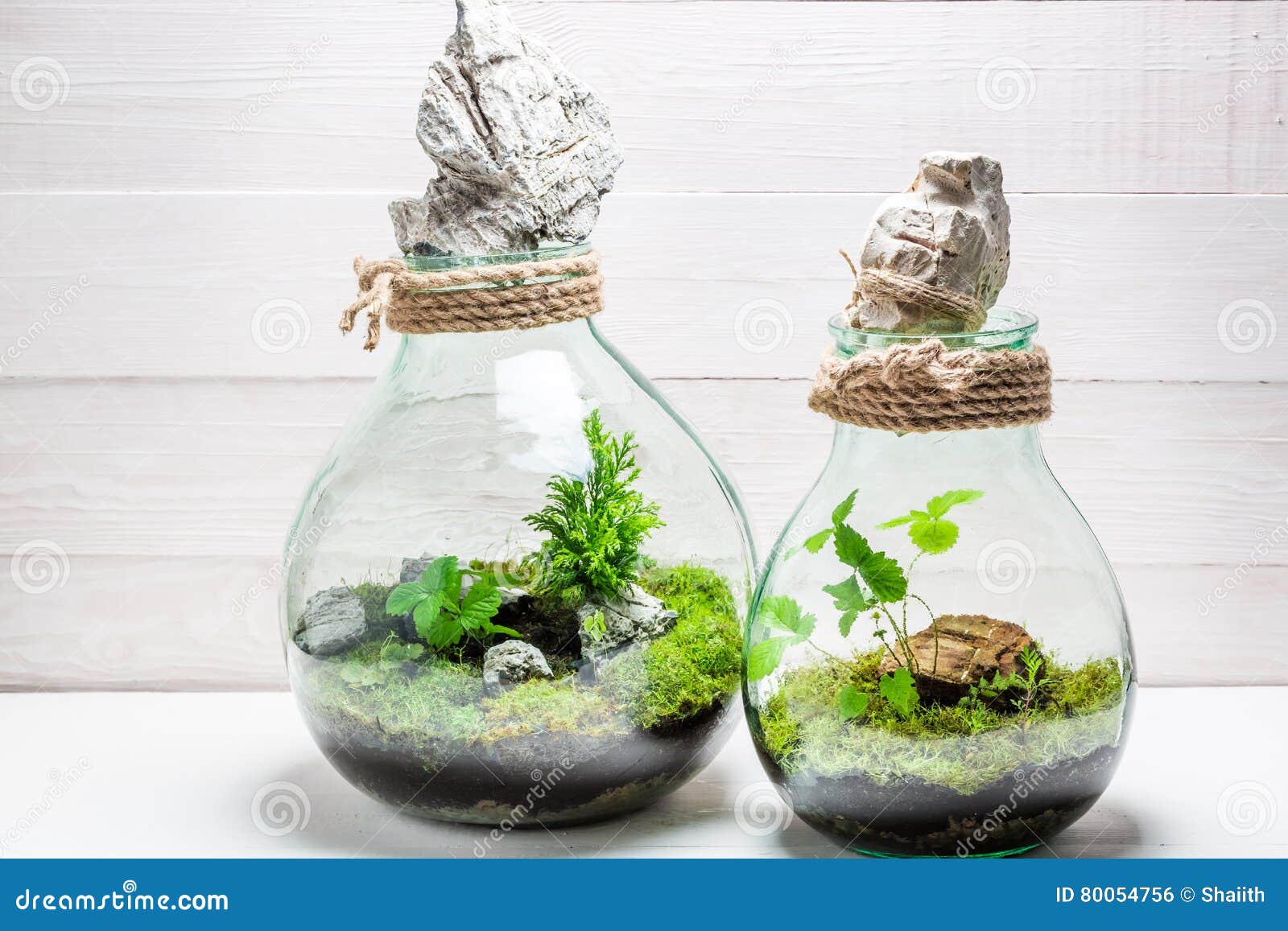 Small Rain Forest in a Jar, Save the Earth Idea Stock Photo - Image of ...