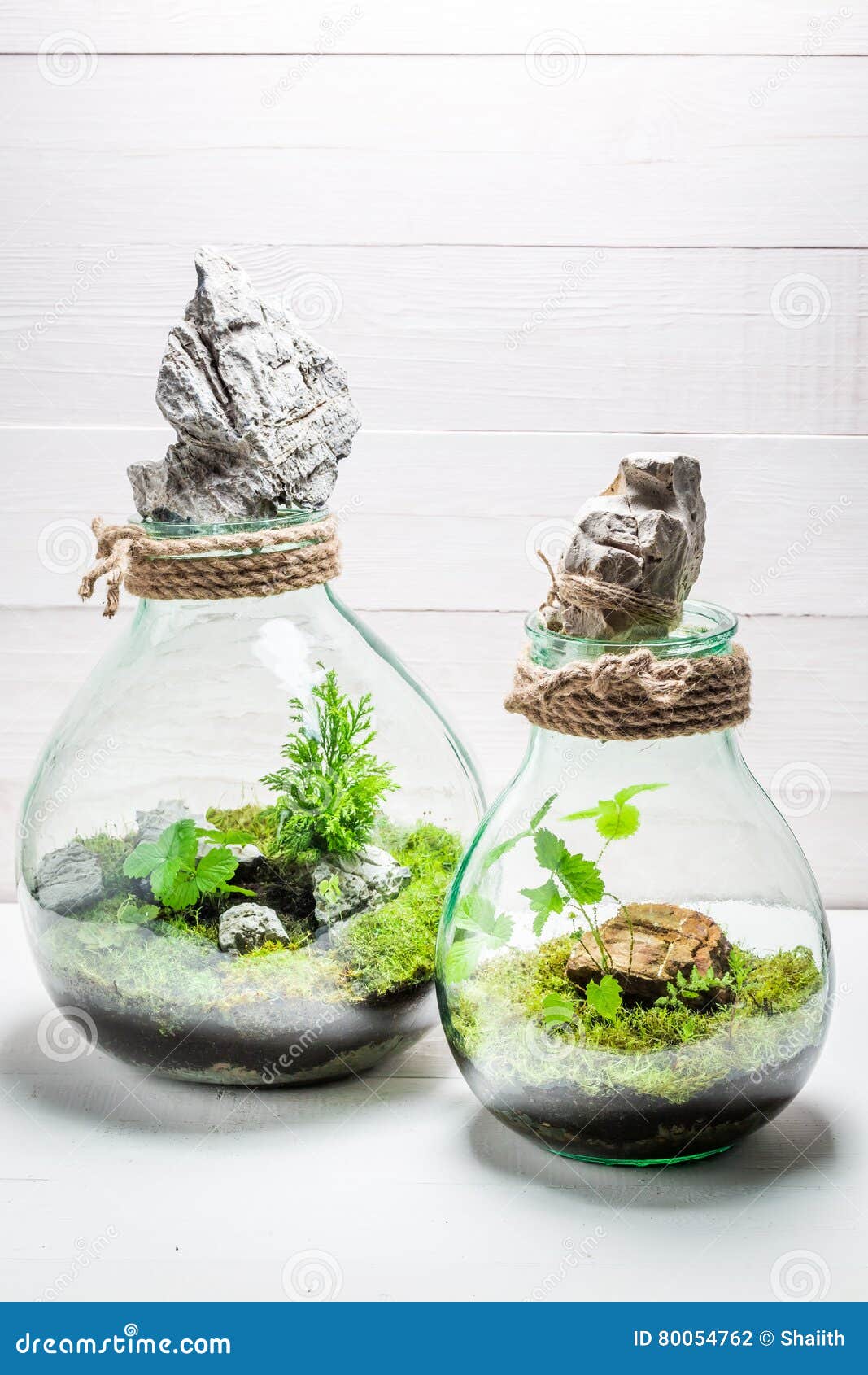 Small Rain Forest in a Jar with Self Ecosystem Stock Photo - Image of ...