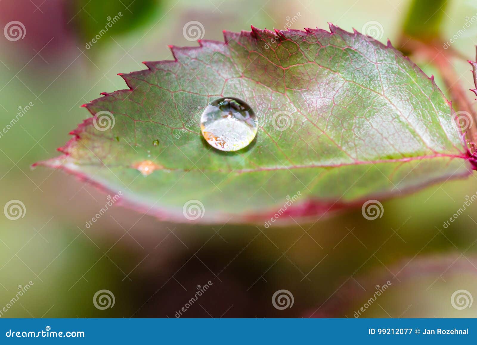 Small Raindrop on Leaf of Rose Flower Stock Image - Image of green ...