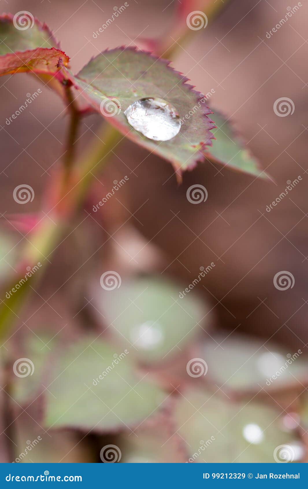 Small Raindrop on Leaf of Rose Flower Stock Image - Image of color ...