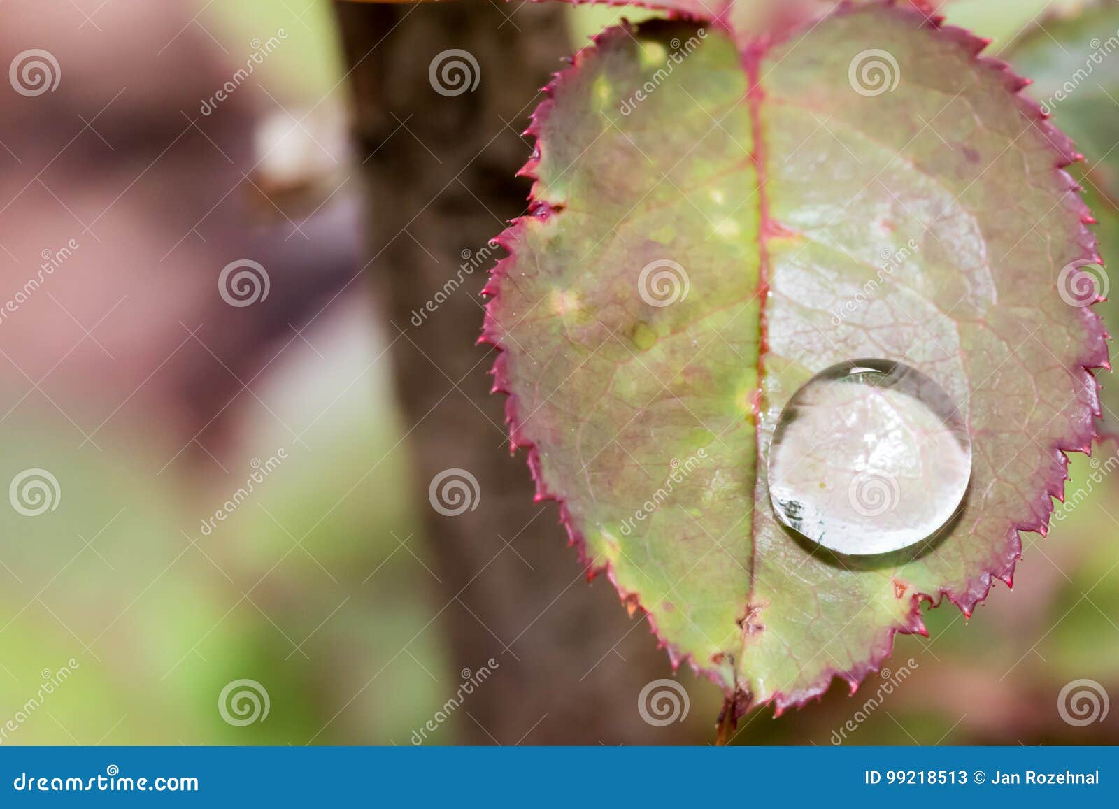 Small Raindrop on Leaf of Rose Flower Stock Image - Image of beauty ...