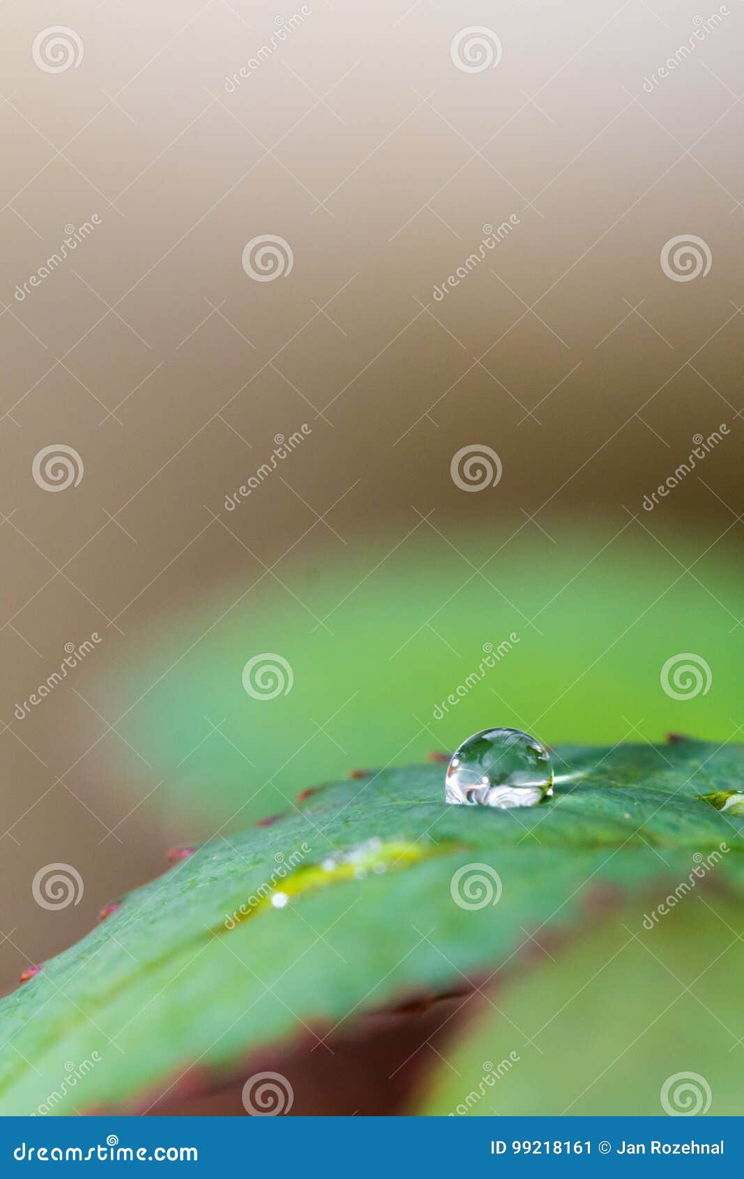 Small Raindrop on Leaf of Rose Flower Stock Image - Image of beautiful ...