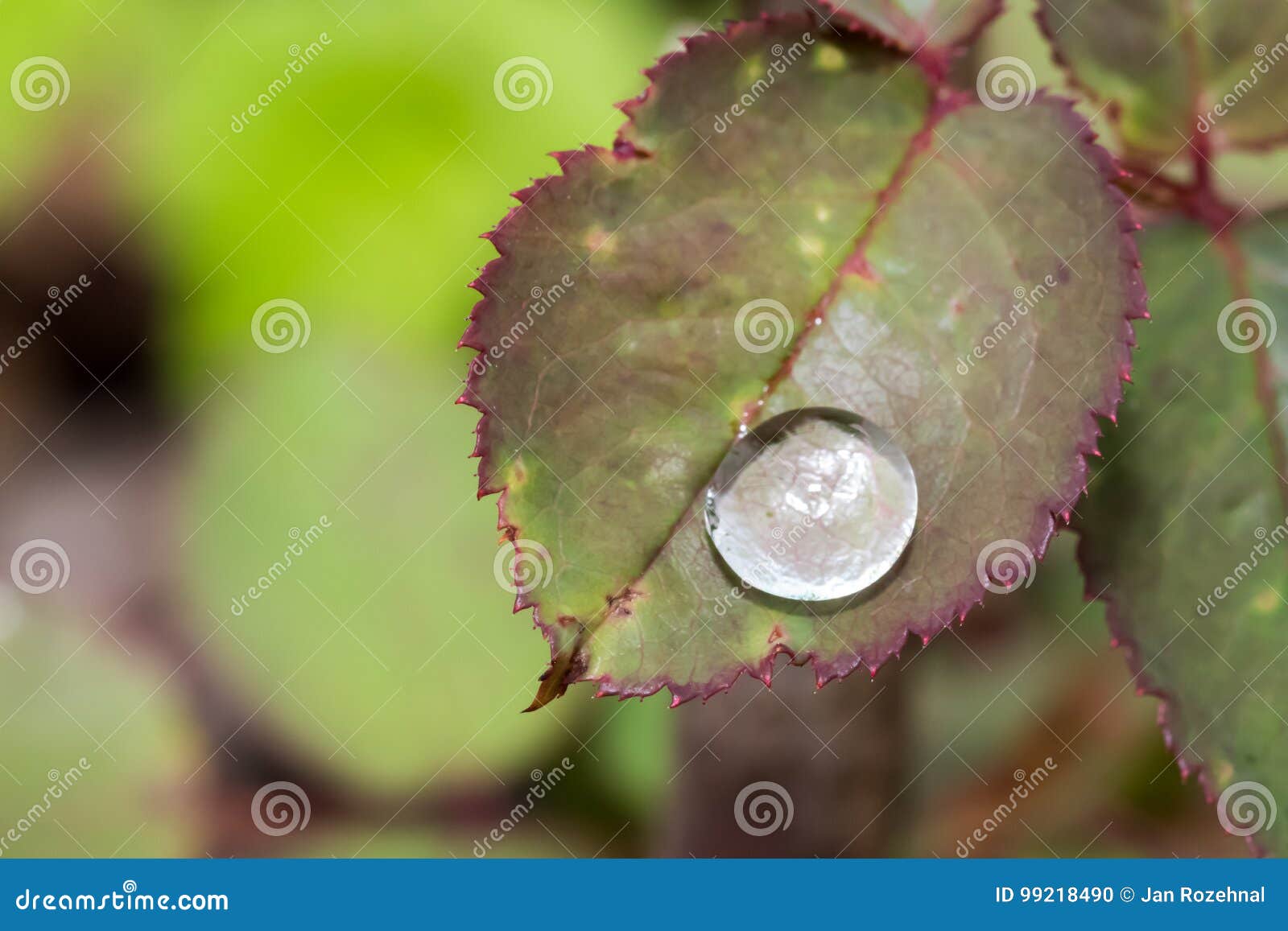 Small Raindrop on Leaf of Rose Flower Stock Photo - Image of drop ...