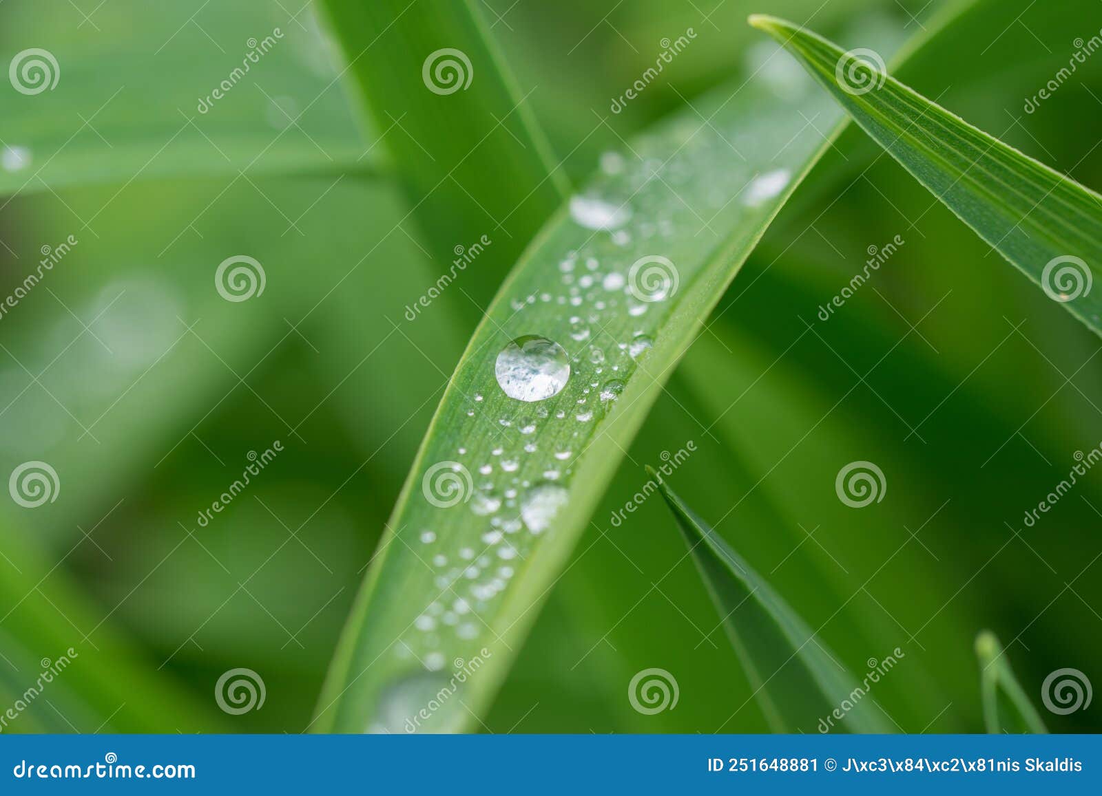 Small Raindrops on Green Leaf in Forest Stock Image - Image of liquid ...