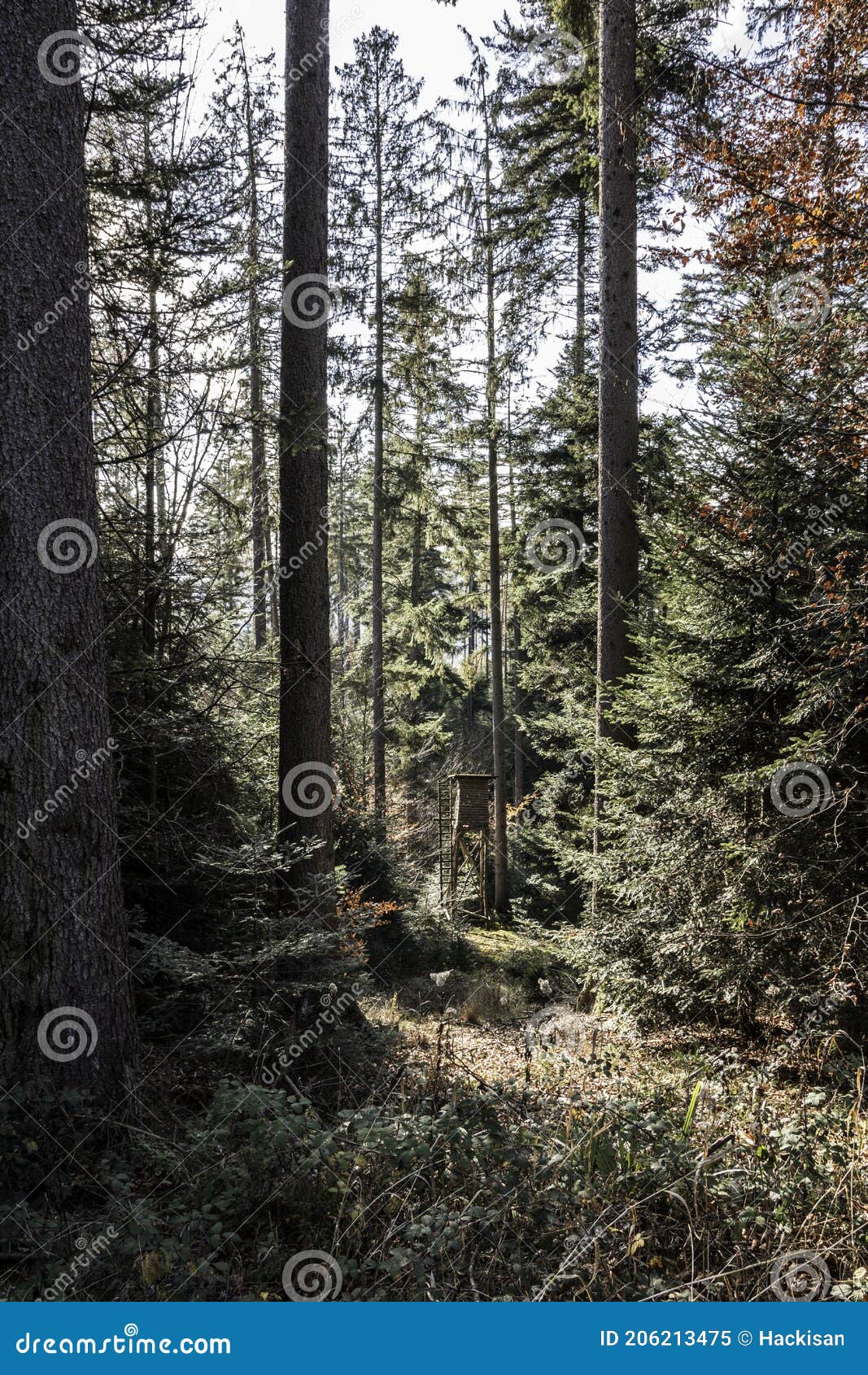 Small Raised Hide for Hunting in the Middle of the Forest Stock Image ...