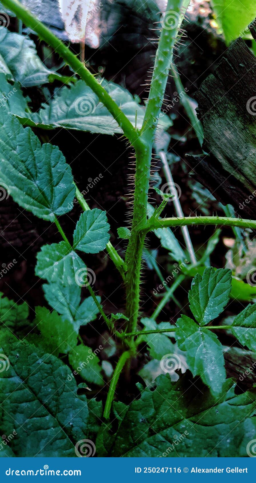 Small Raspberry Prickles stock photo. Image of raspberry - 250247116