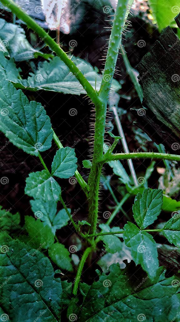 Small Raspberry Prickles stock photo. Image of raspberry - 250247116