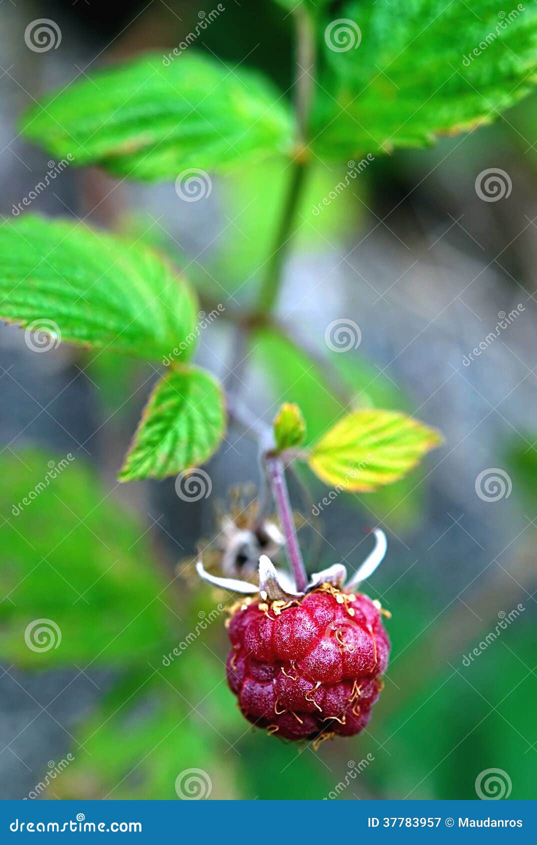 Small raspberry stock image. Image of closeup, color - 37783957