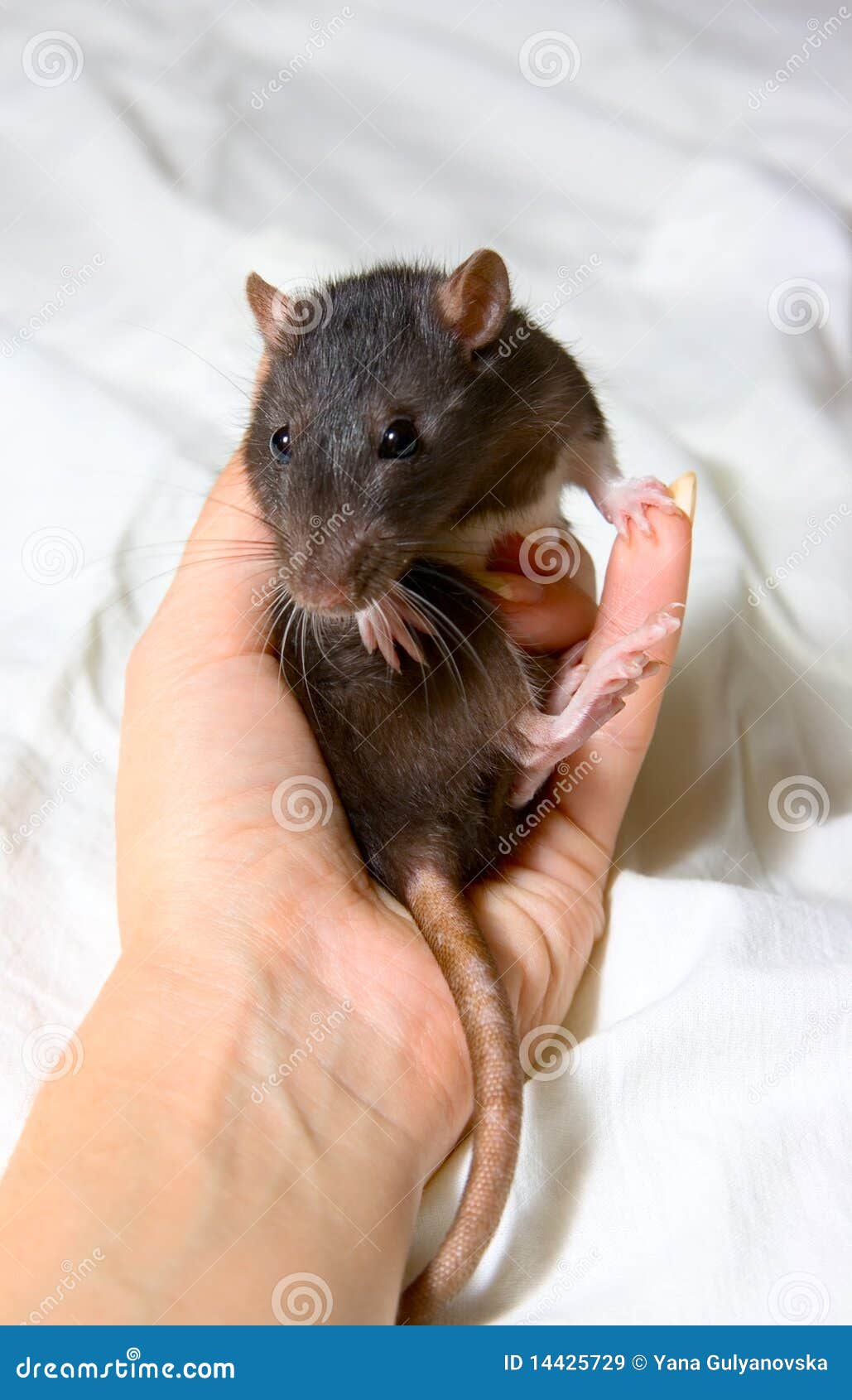 Small Rat stock image. Image of forepaw, forefoot, hold - 14425729