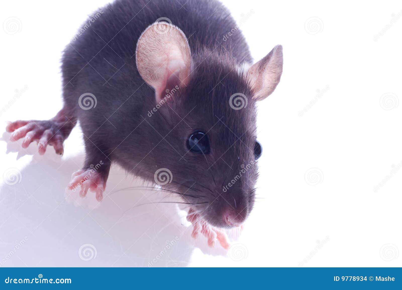 Small rat stock photo. Image of animal, nose, mouse, funny - 9778934