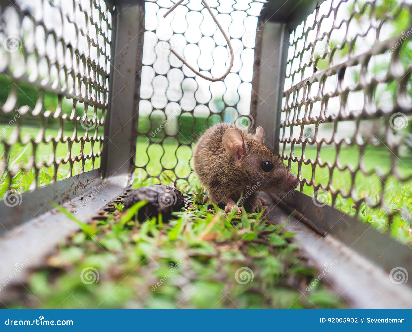 Small Rat Trapped in a Cage. Stock Photo - Image of home, danger: 92005902