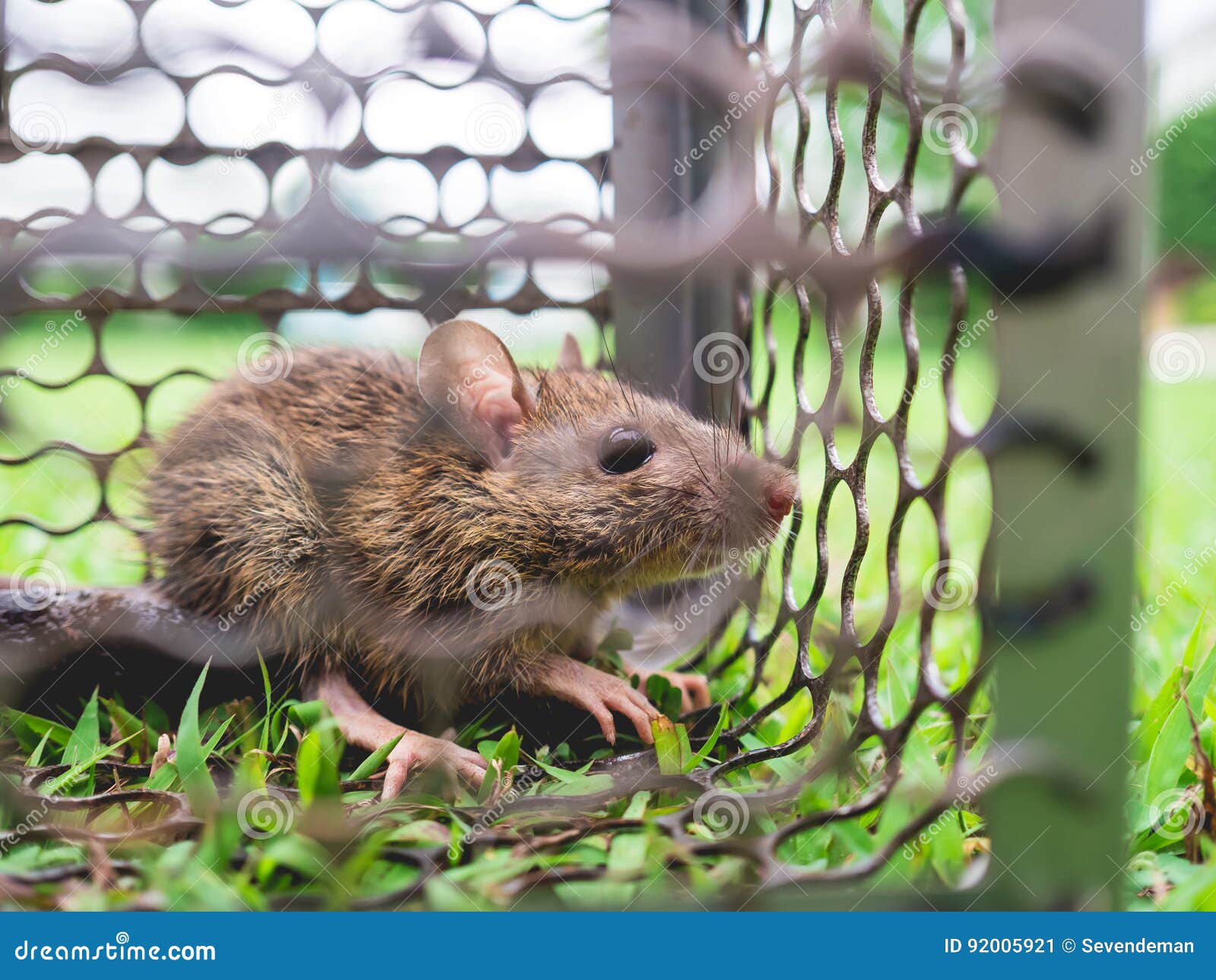 Small Rat Trapped in a Cage. Stock Image - Image of caged, green: 92005921
