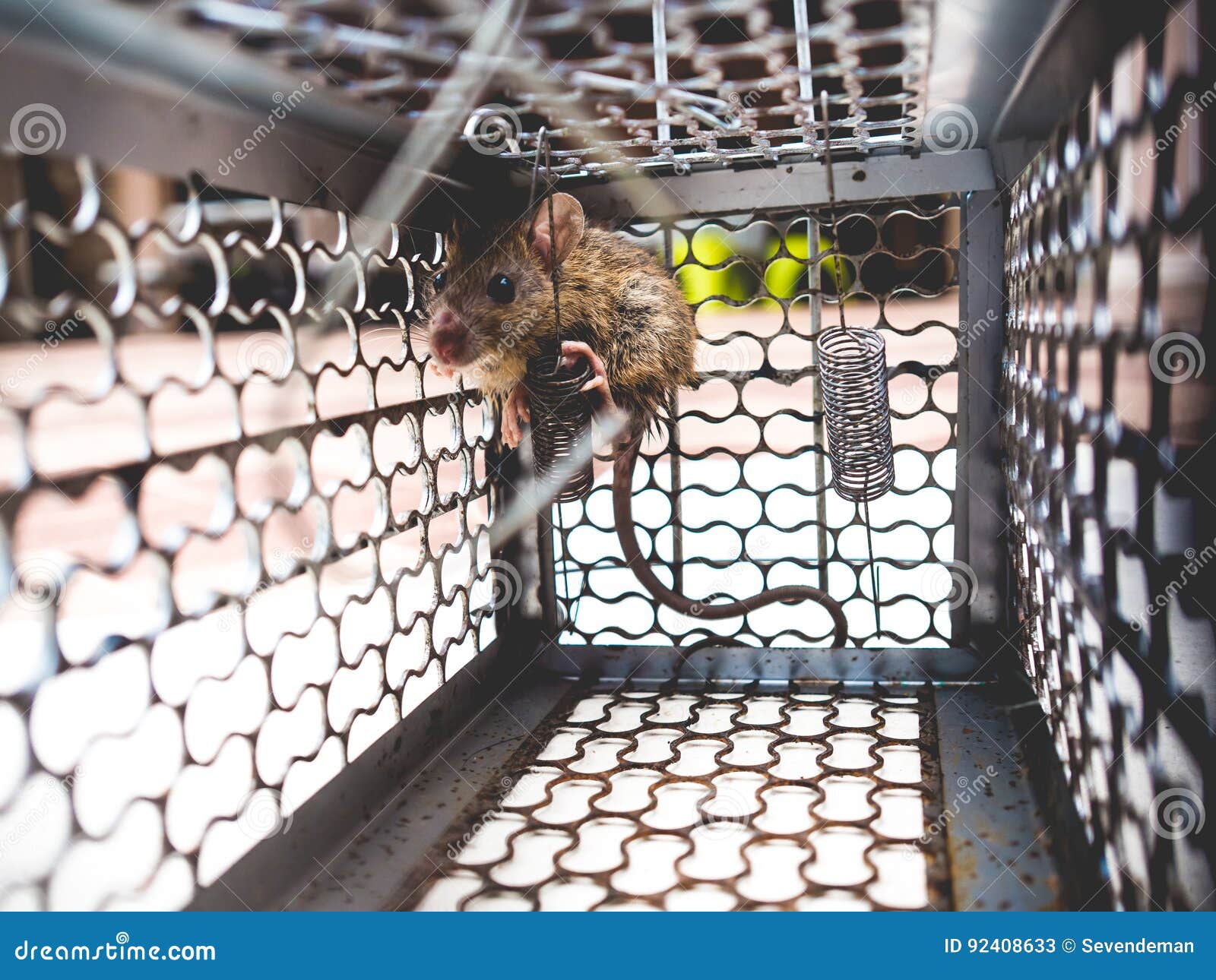 Rat trapped in a cage. stock image. Image of mice, catch - 92408633
