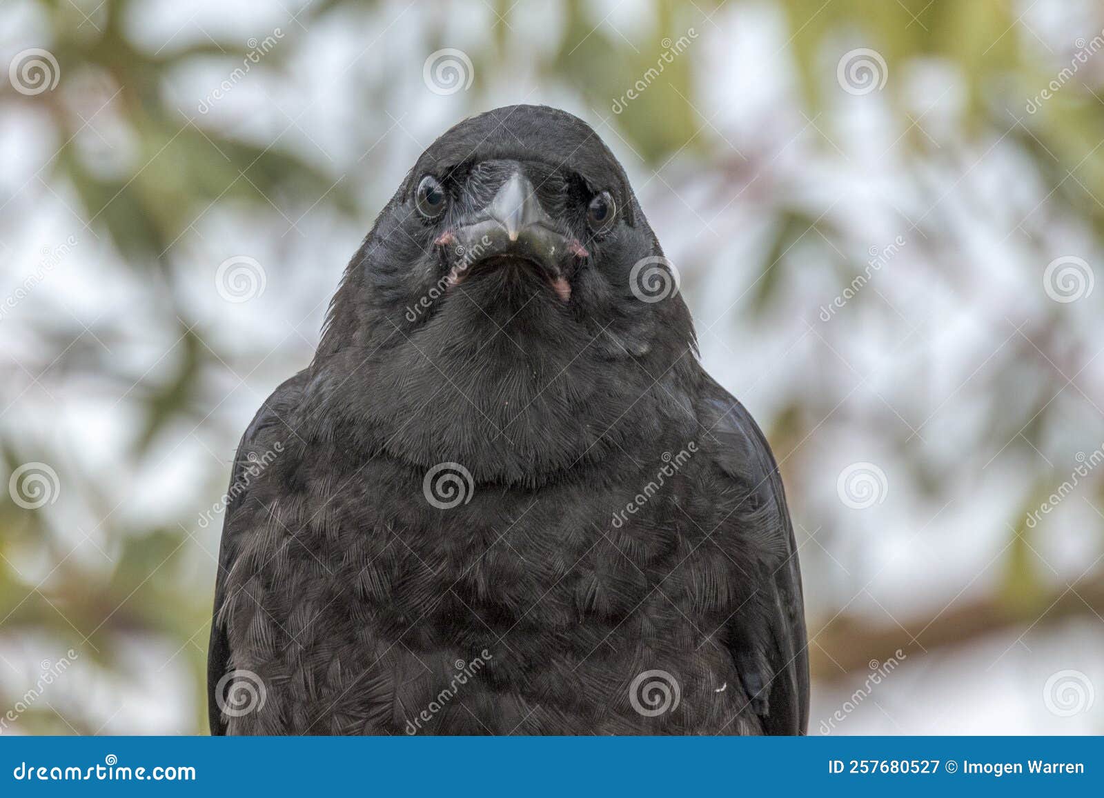 Little Raven in South Australia Stock Image - Image of animal, dark ...