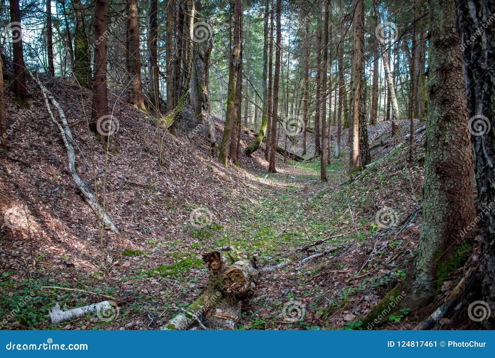 A Small Ravine in the Forest Stock Image - Image of ravine, relief ...