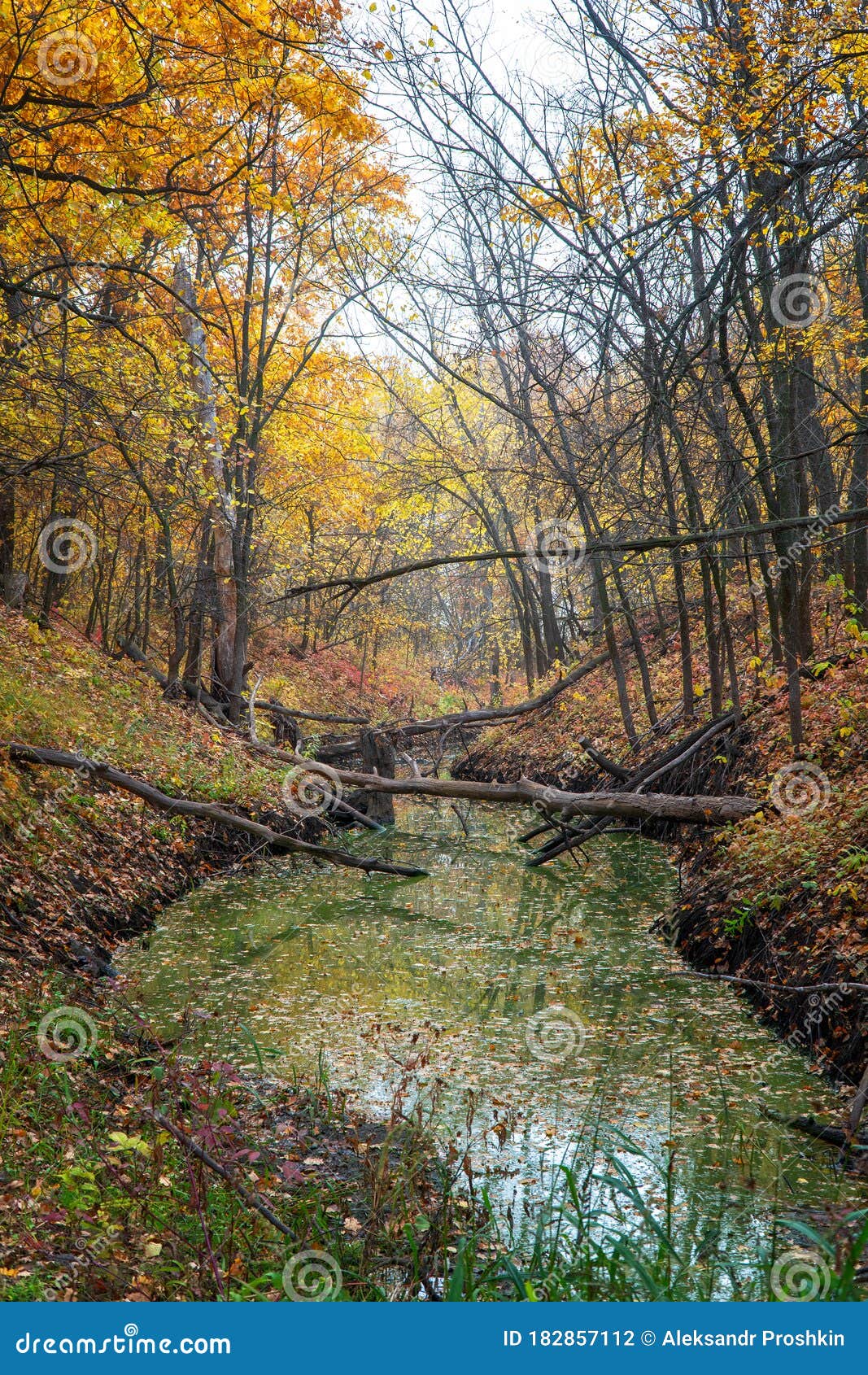 A Small Ravine in Quiet Autumn Forest, Filled with Water. Stock Photo ...