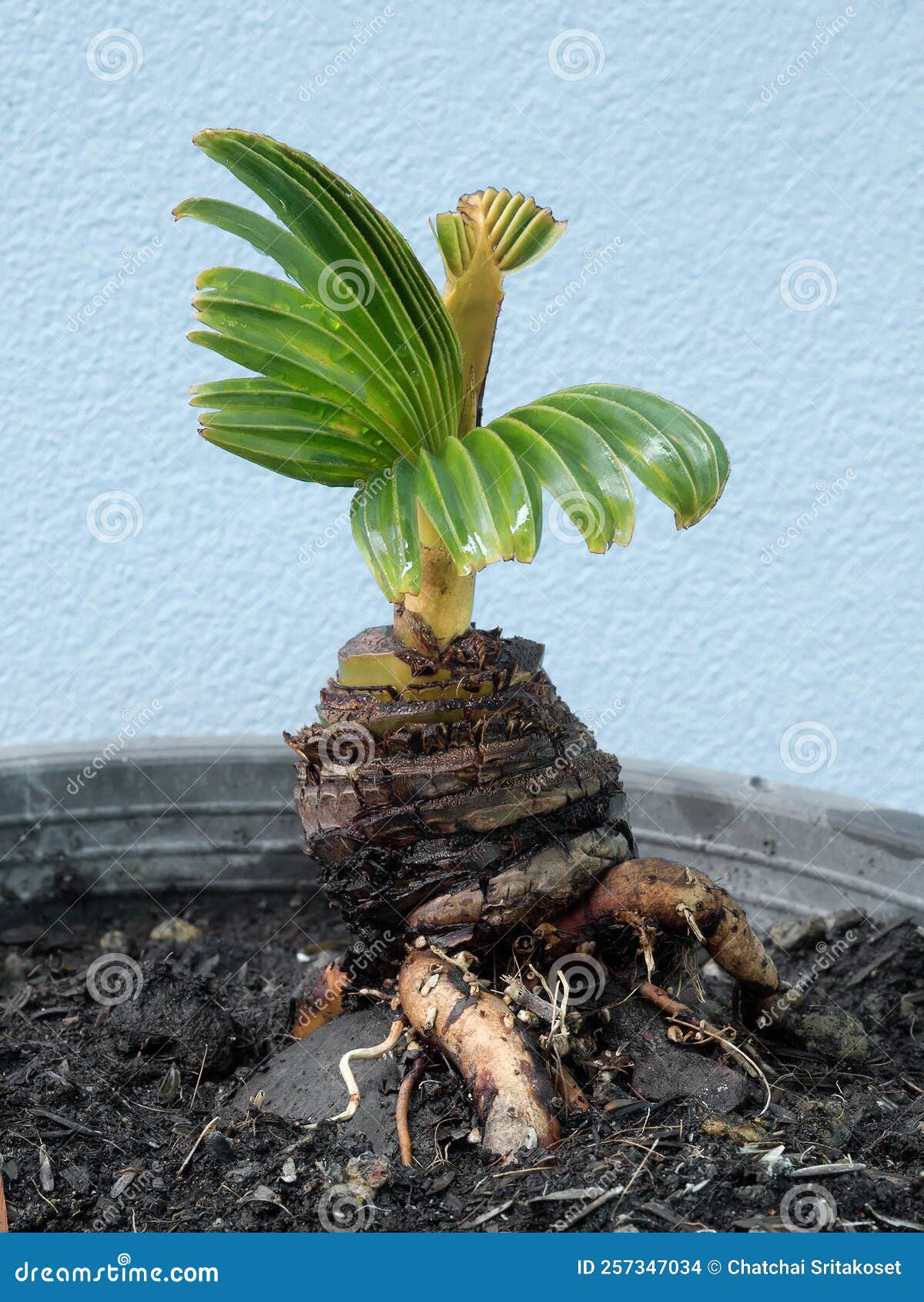 A Small, Recently Sprouted Orange Coconut Tree is Used for Making ...