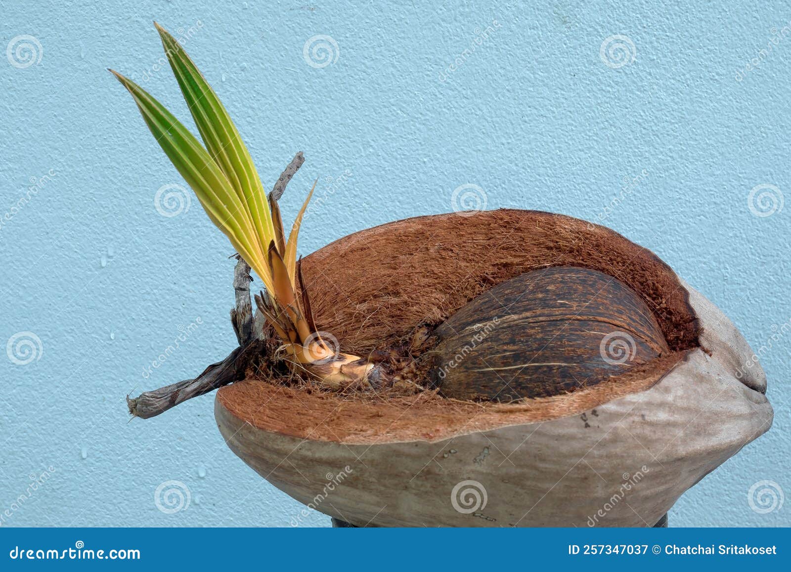 A Small, Recently Sprouted Orange Coconut Tree is Used for Making ...
