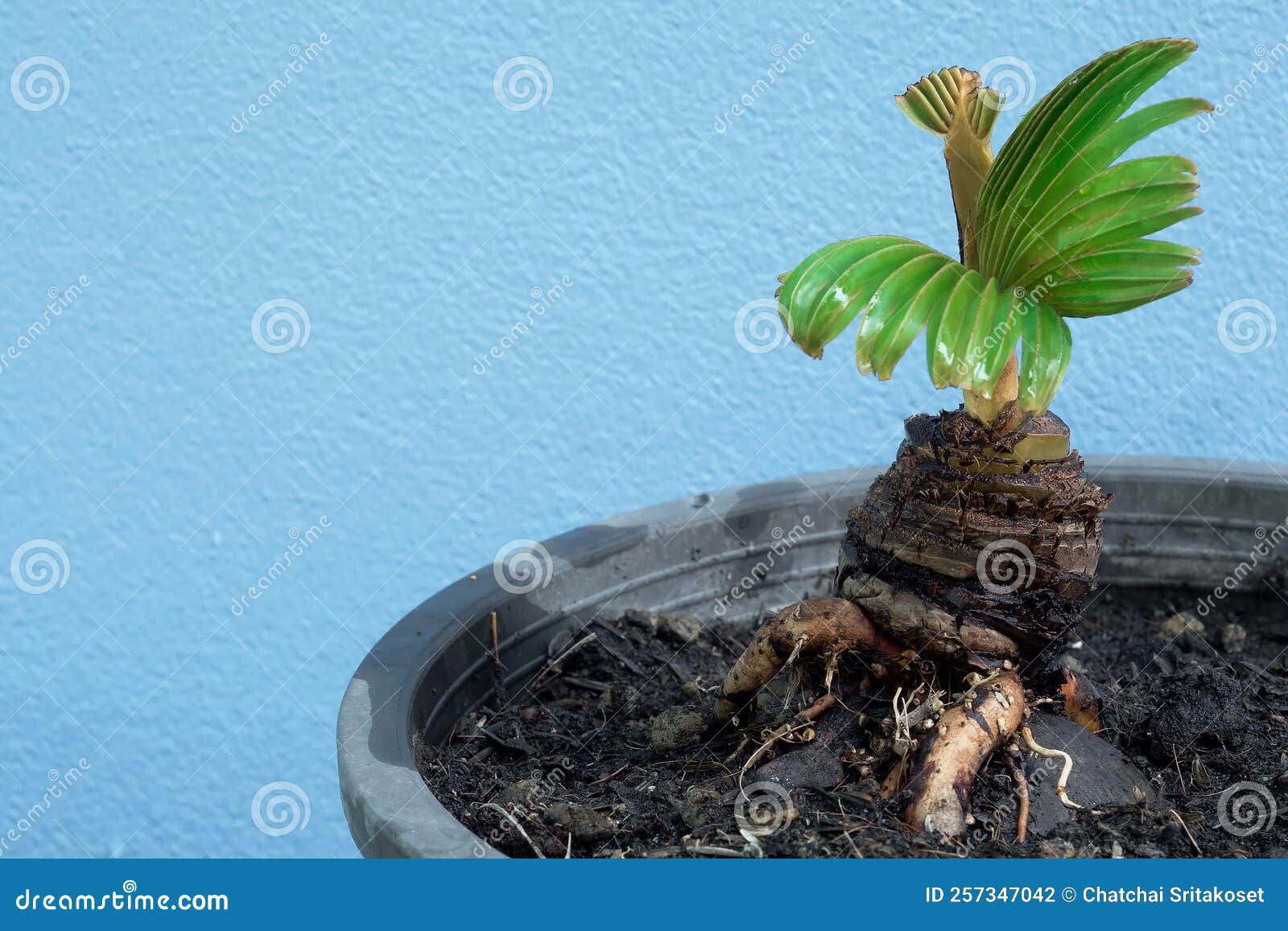 A Small, Recently Sprouted Orange Coconut Tree is Used for Making ...