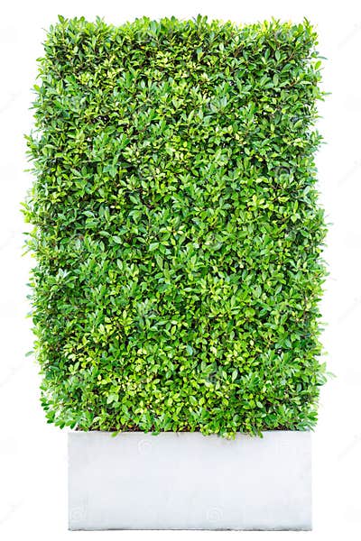 Small Rectangle Bush in a Concrete Pot Stock Photo - Image of square ...