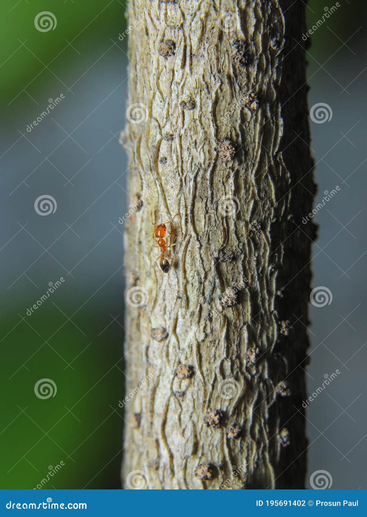 Small Red Ant Climbing on a Tree Macro Photography Stock Photo - Image ...