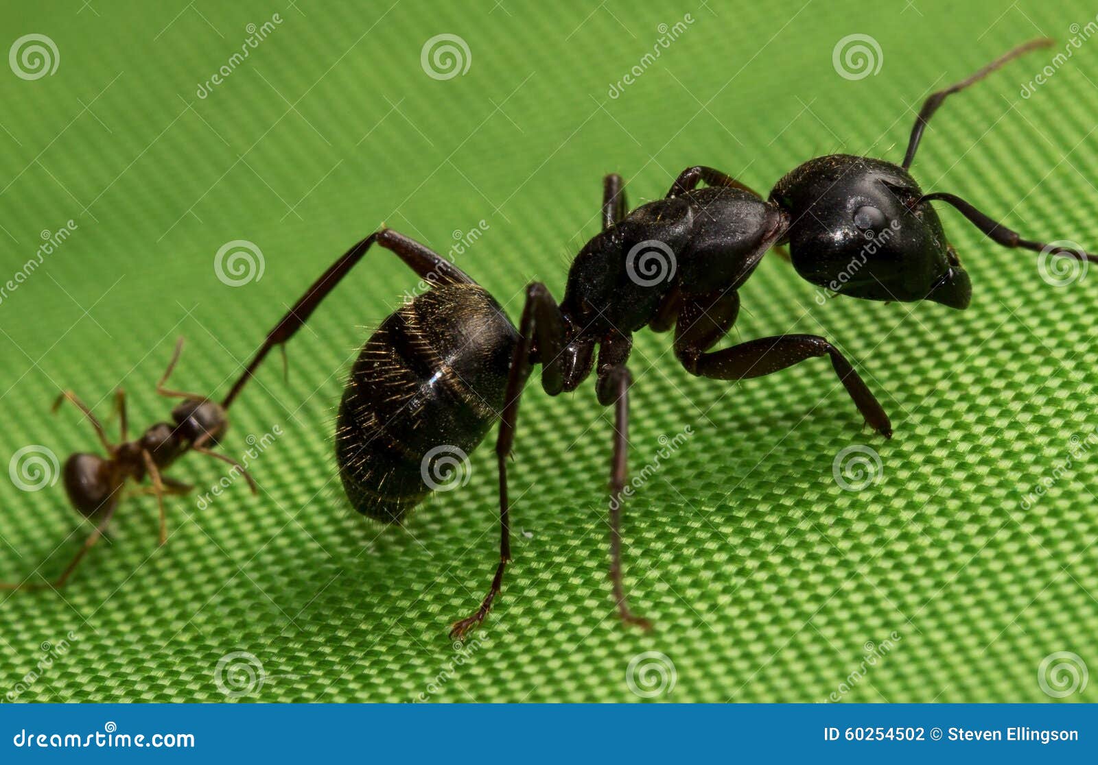 Small Red Ant Hangs on To Large Black Ant Stock Photo - Image of ...