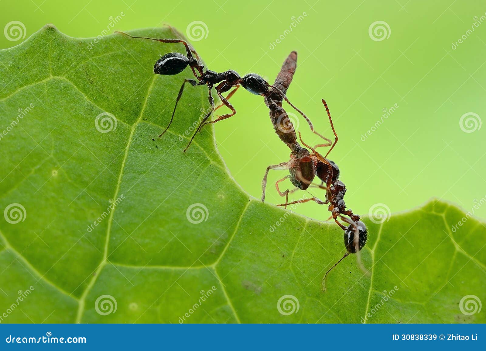 A small and red ant stock image. Image of hard, compound - 30838339