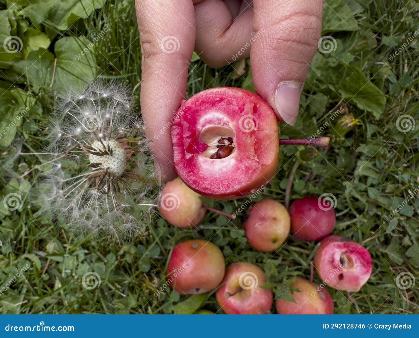 Small Bloody Climber Stock Photo | CartoonDealer.com #119388552