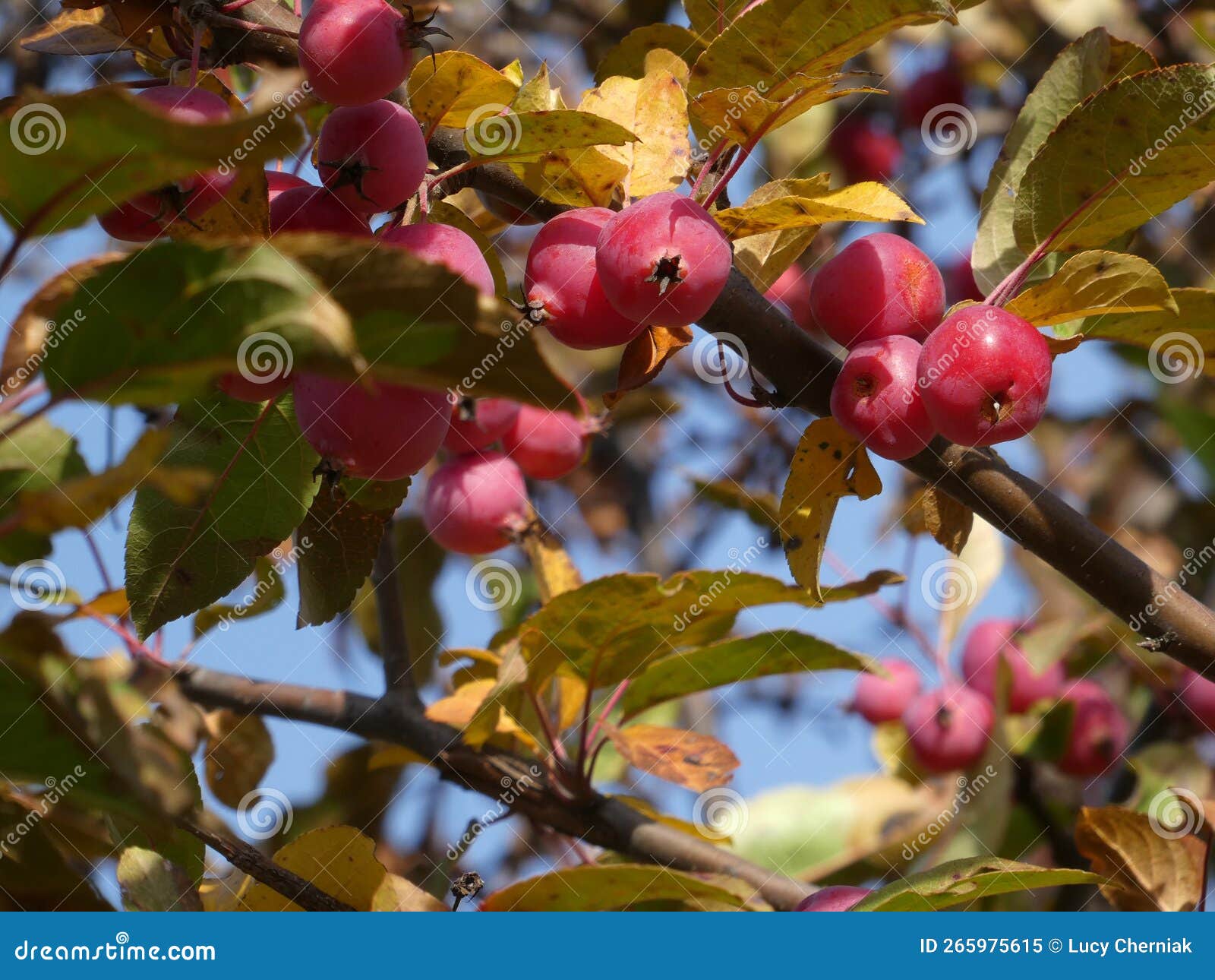 Small Red Apples stock image. Image of branch, tree - 265975615