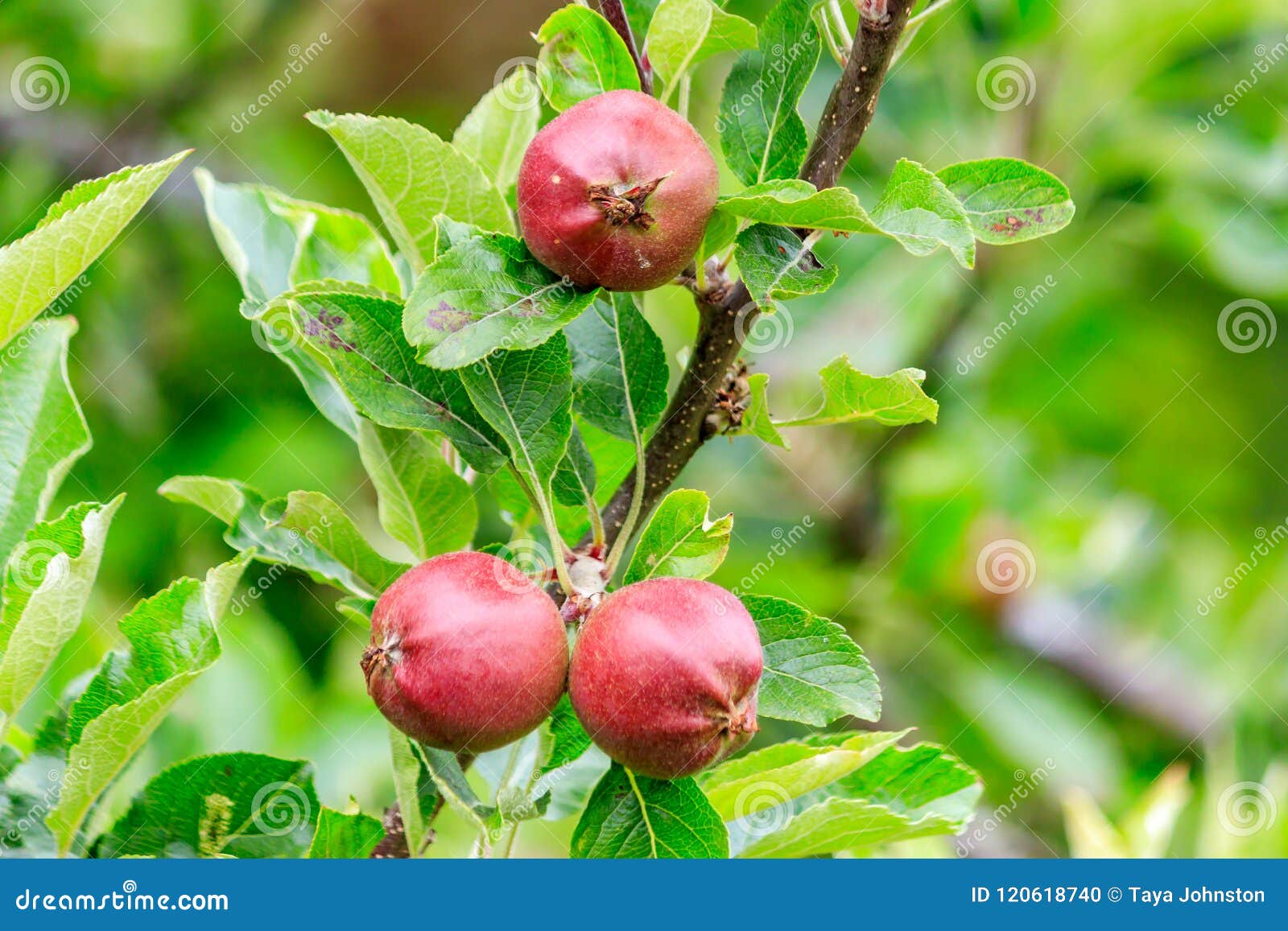 3 Small Red Apples on Branches Stock Photo - Image of crab, bright ...