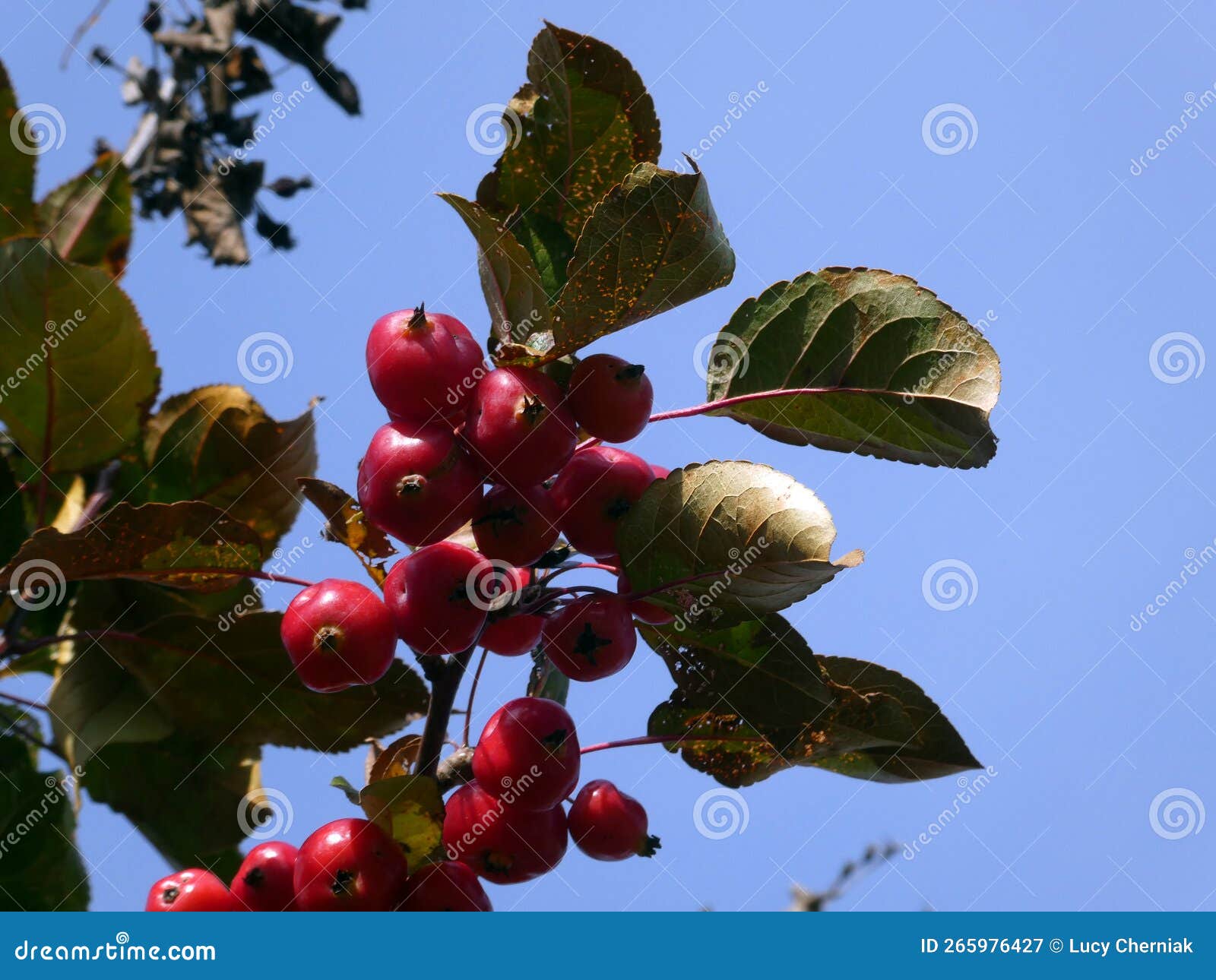 Small Red Apples stock image. Image of plant, background - 265976427